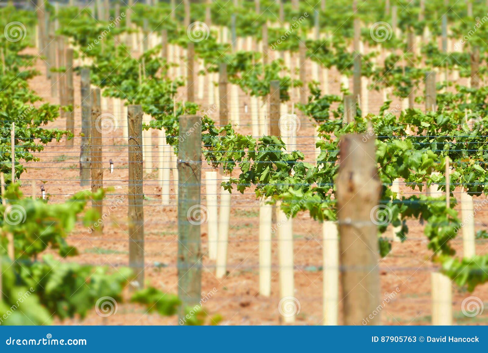 Young Vines stock image. Image of vines, irrigation, mclaren - 87905763
