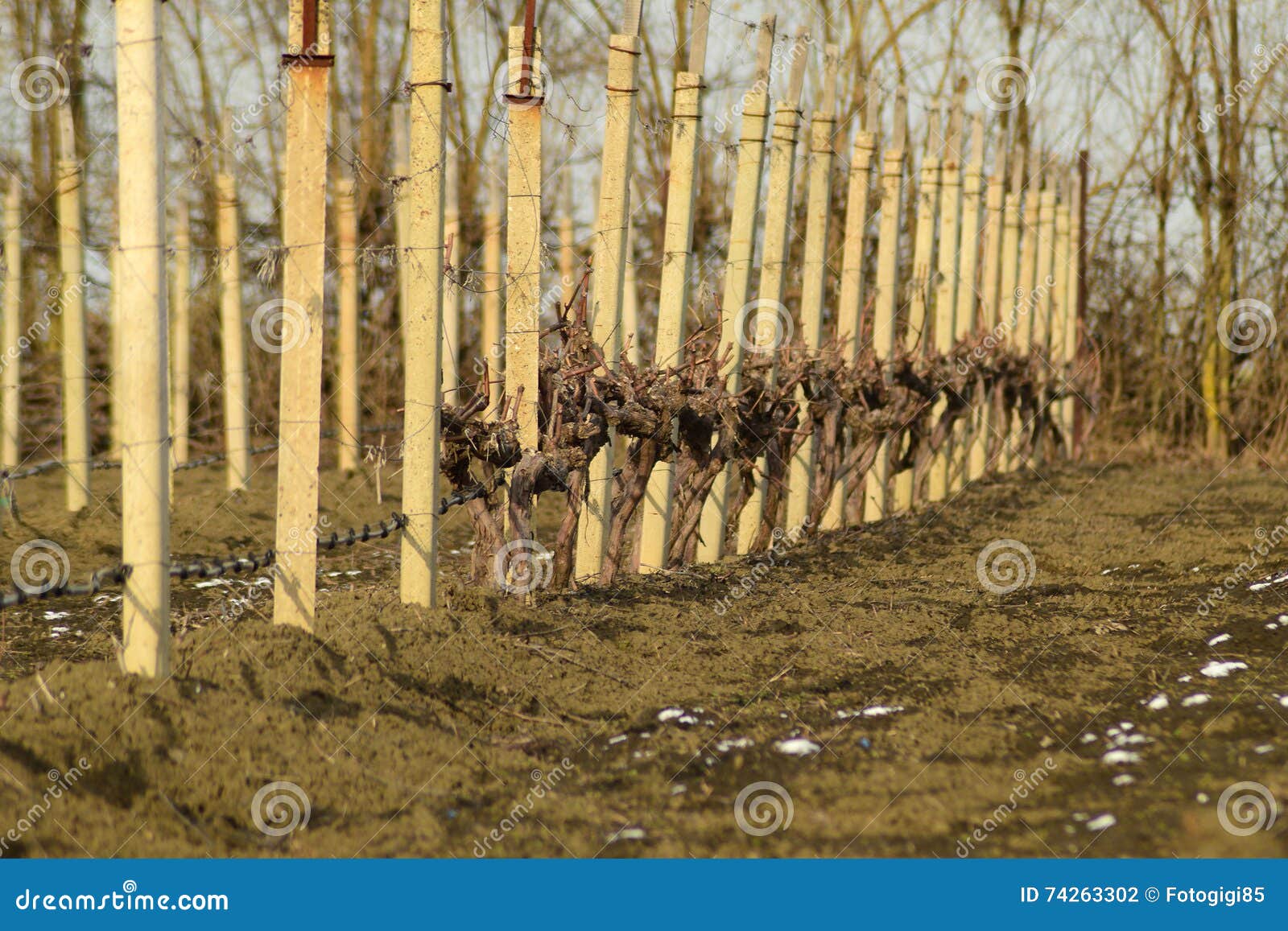 Young vineyard field stock photo. Image of grapevine - 74263302
