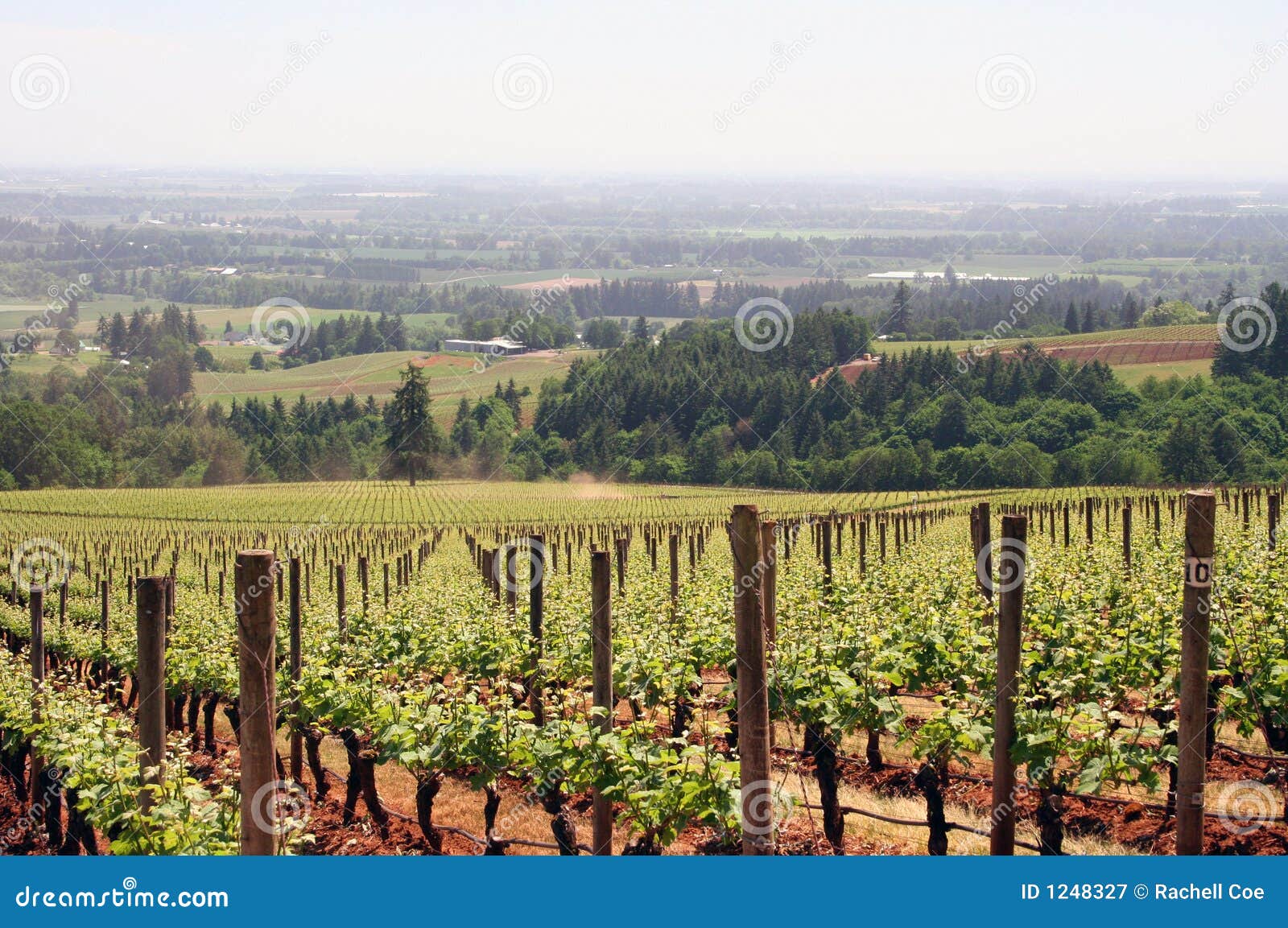 Young Vineyard Rows stock image. Image of organic, countryside - 1248327