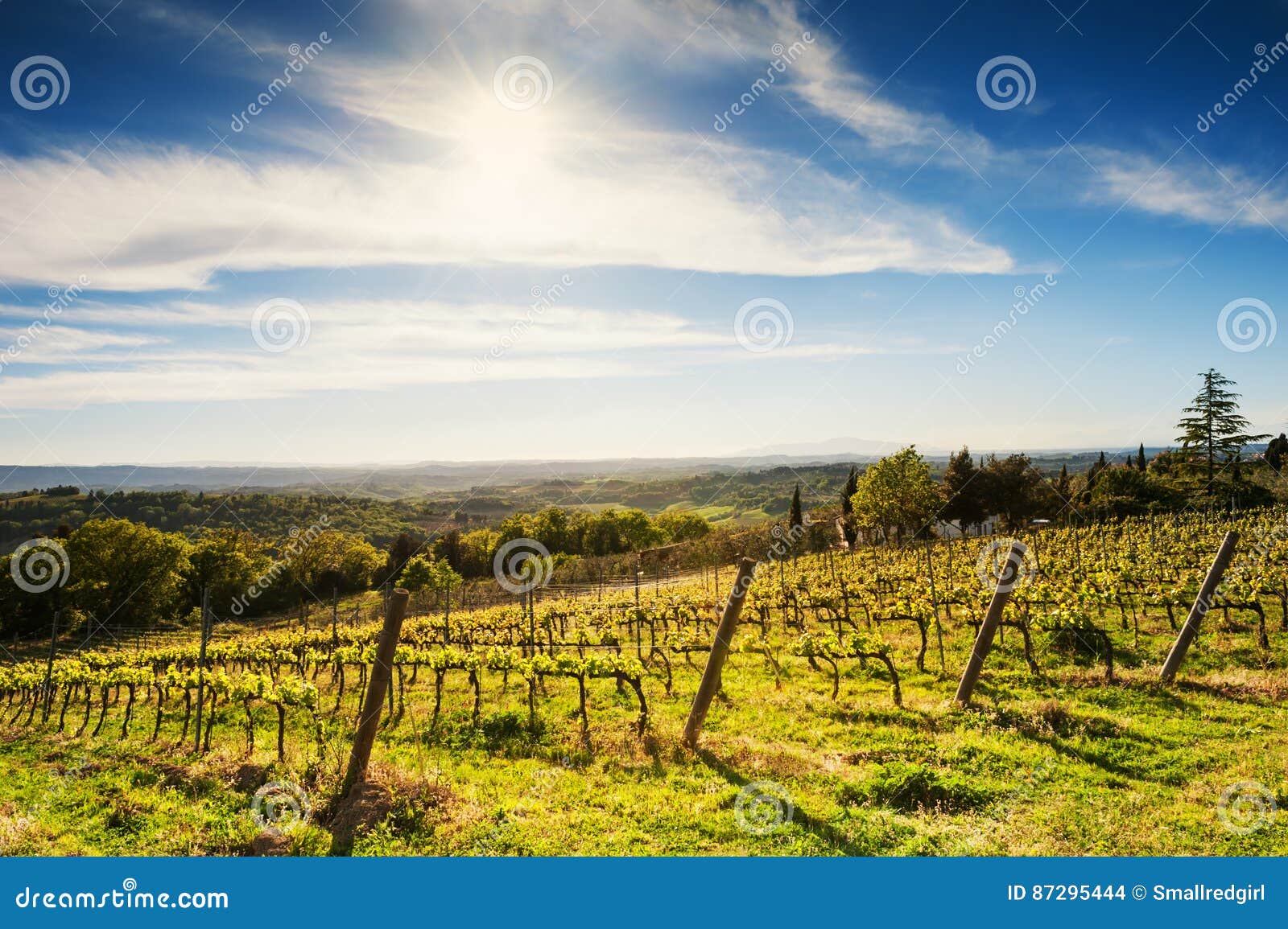 Young Vineyard in the Spring. Stock Photo - Image of rural, meadow ...