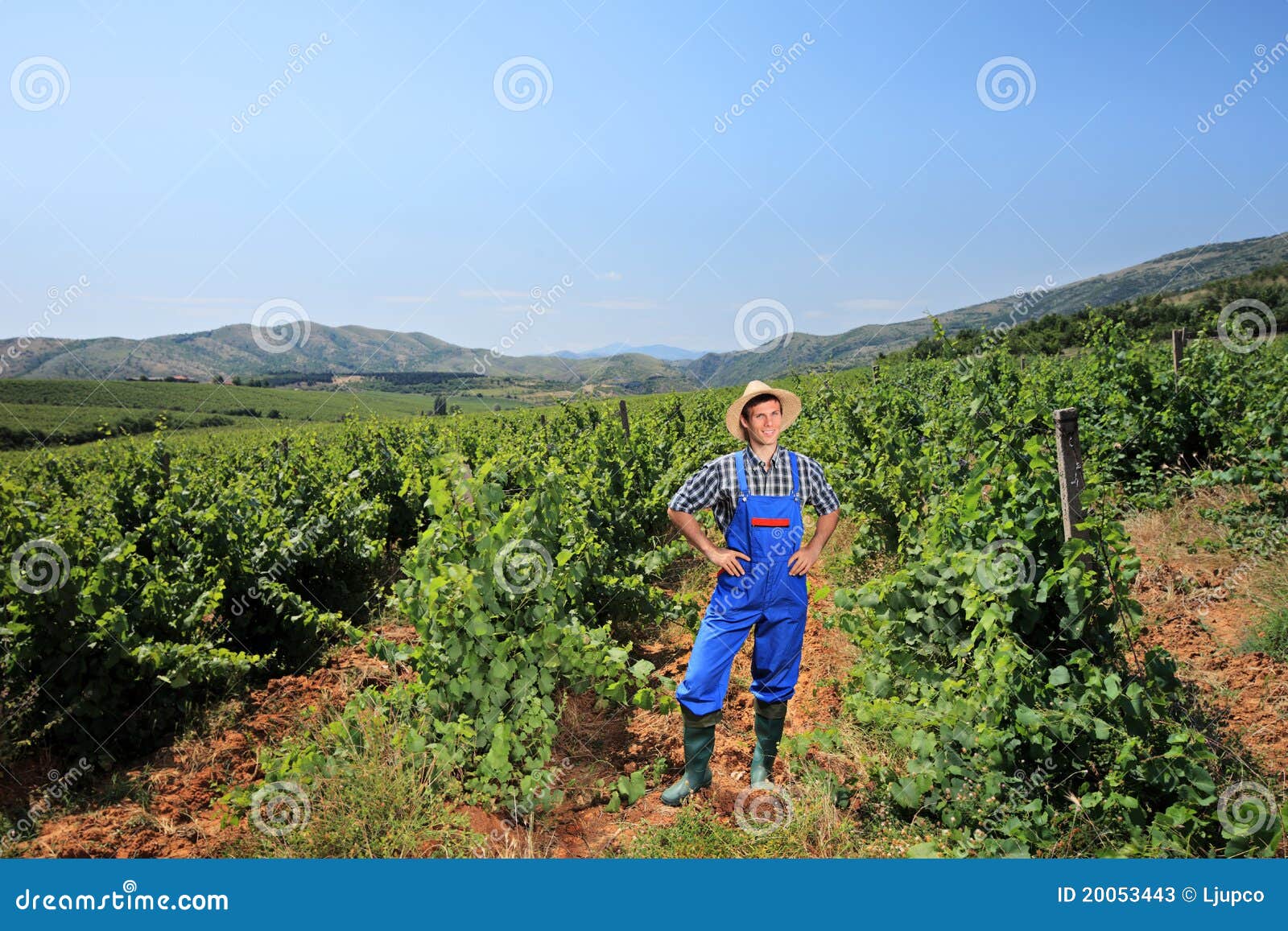 Young Vintner Posing at Vineyard Stock Image - Image of agricultural ...