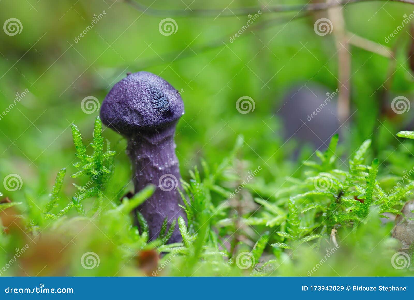 Young Violet Webcap Mushroom Stock Image - Image of violet, colorful ...