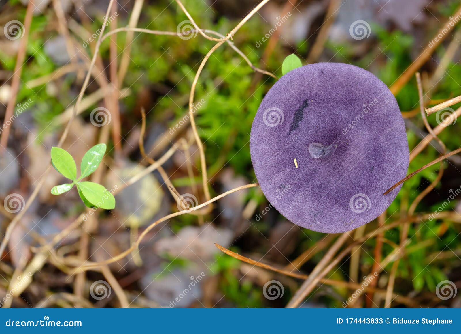 Young Violet Webcap Mushroom Stock Image - Image of cortinarius, wild ...