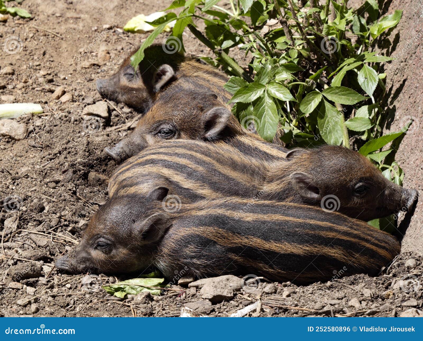 Young Visayan Warty Pig, Sus Cebifrons Negrinus Resting Side by Side ...