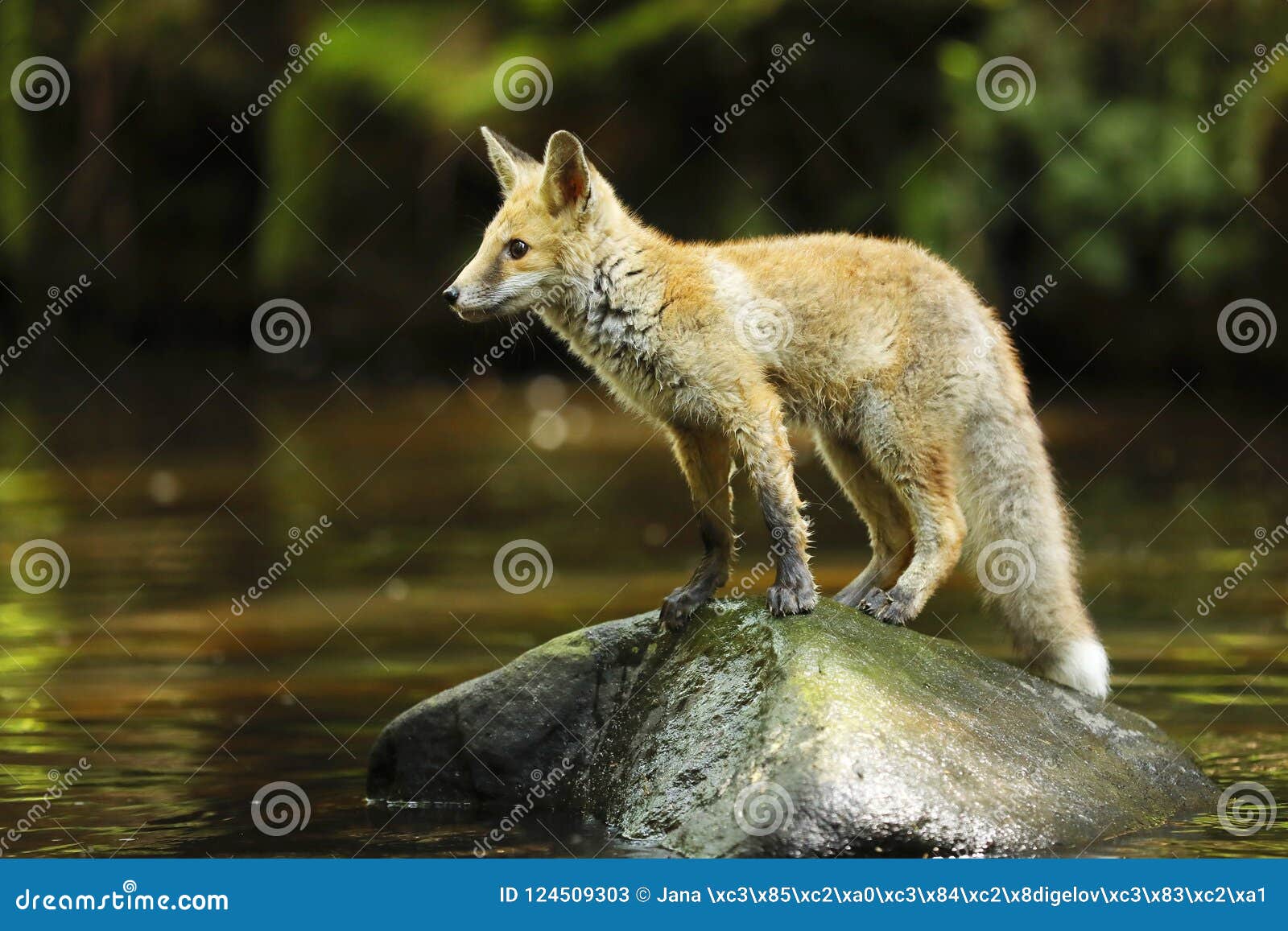 Young Vixen of Red Fox Staying in River - Vulpes Vulpes Stock Image ...