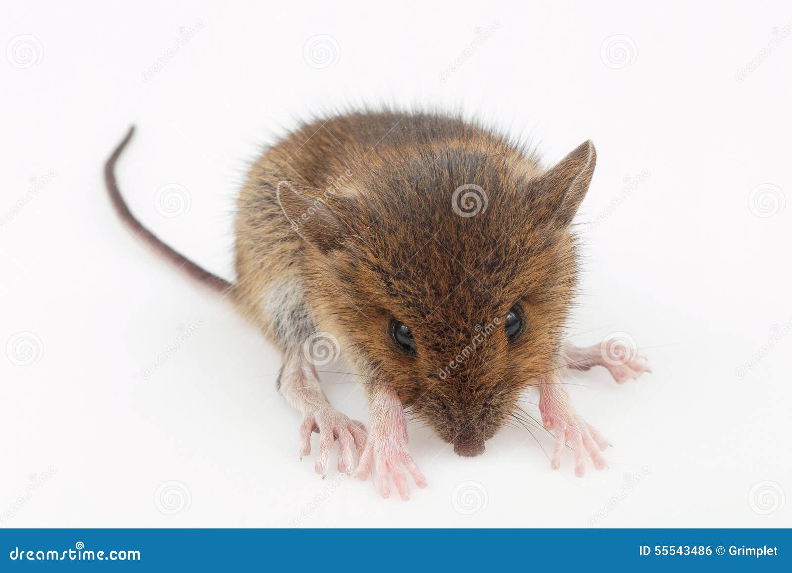 Young vole stock photo. Image of isolated, wildlife, mammal - 55543486