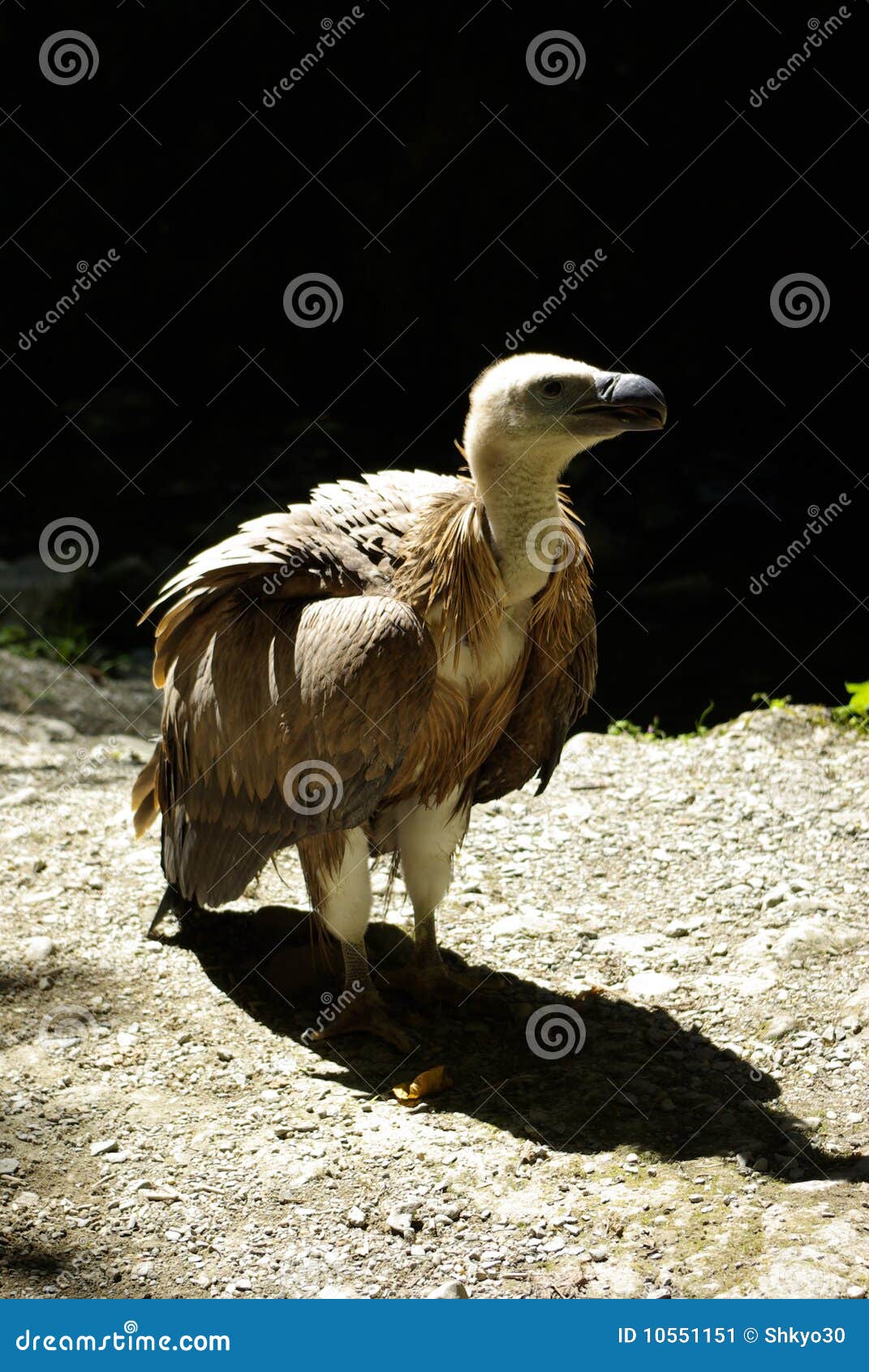 Young vulture stock image. Image of beige, nature, vulture - 10551151