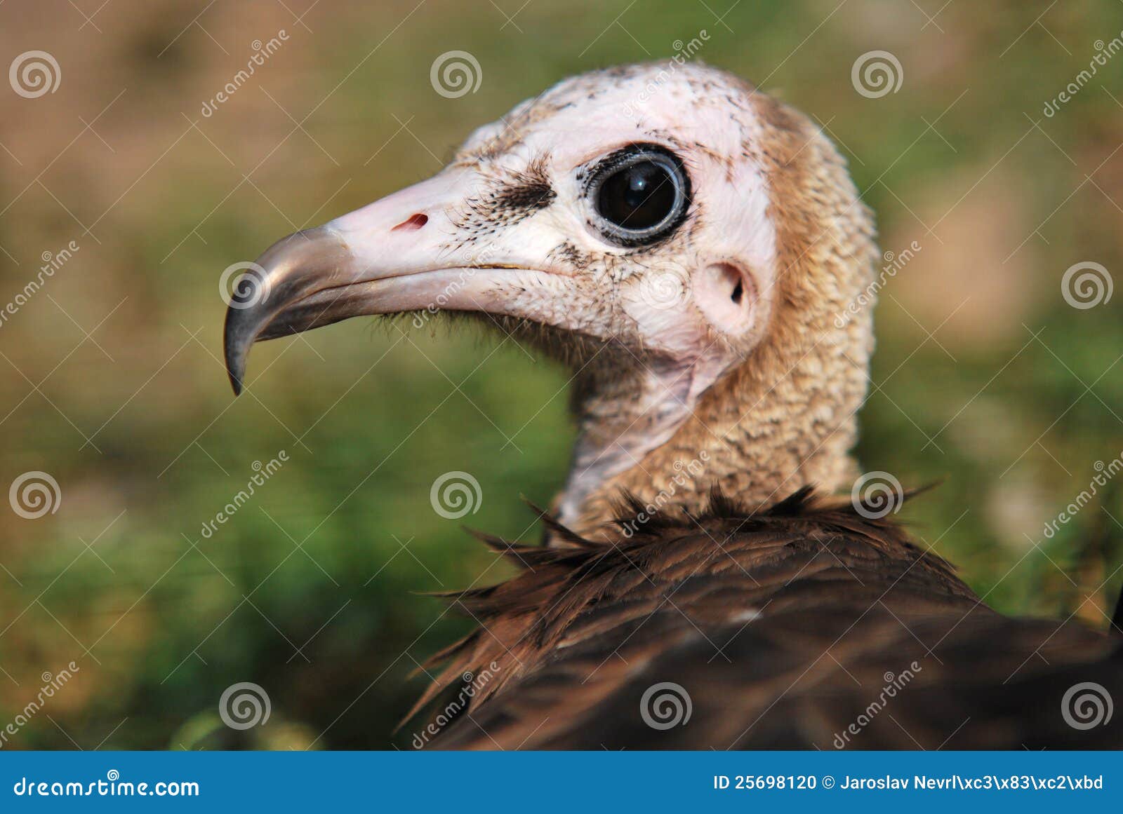 Young vulture - portrait stock photo. Image of portrait - 25698120