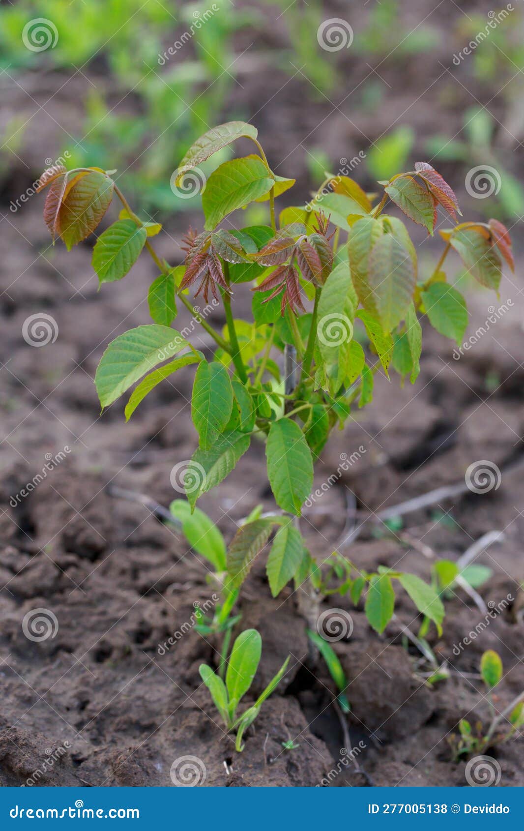 Young walnut sapling stock photo. Image of growth, fresh - 277005138