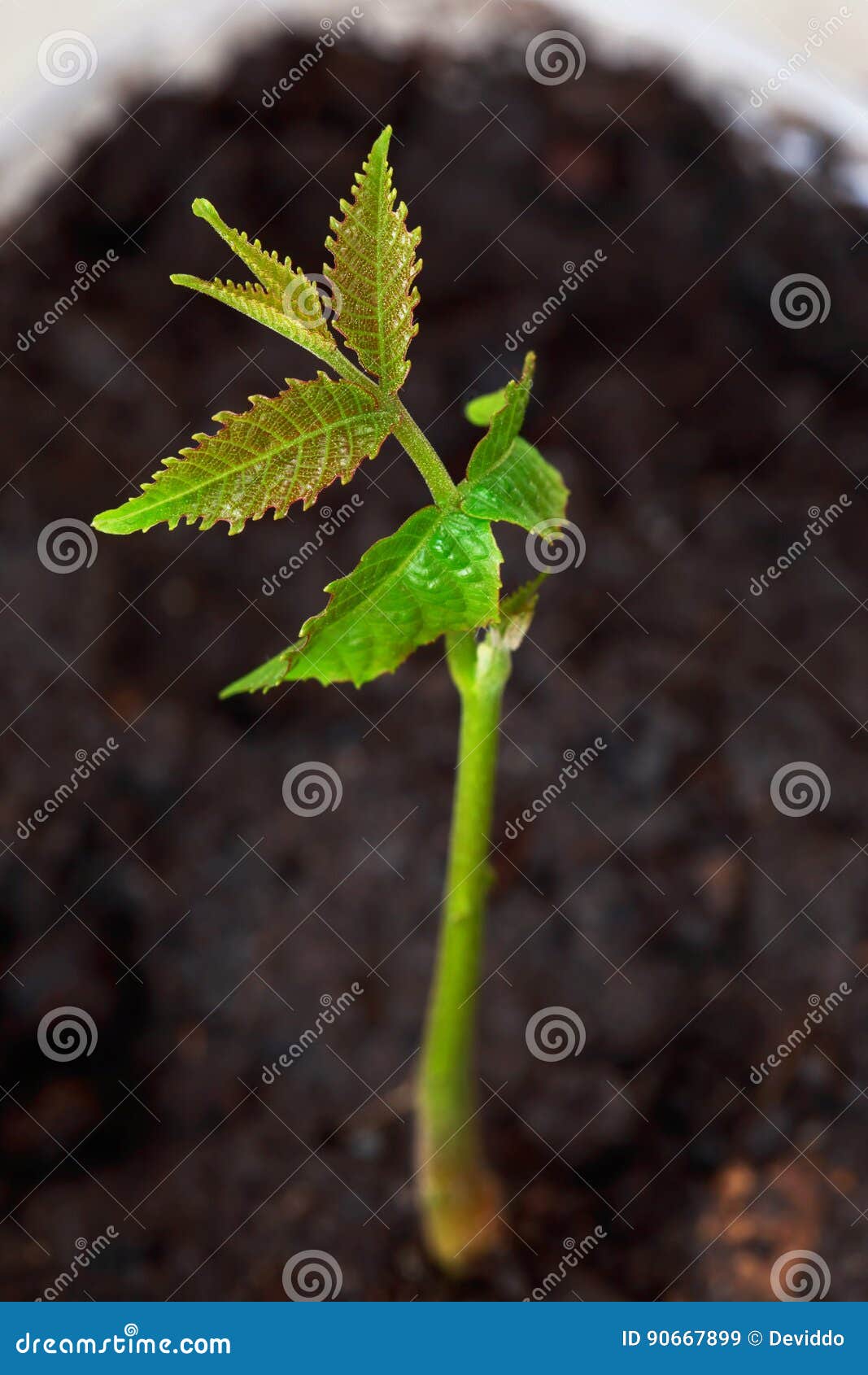 Young walnut sprout stock image. Image of walnuttree - 90667899