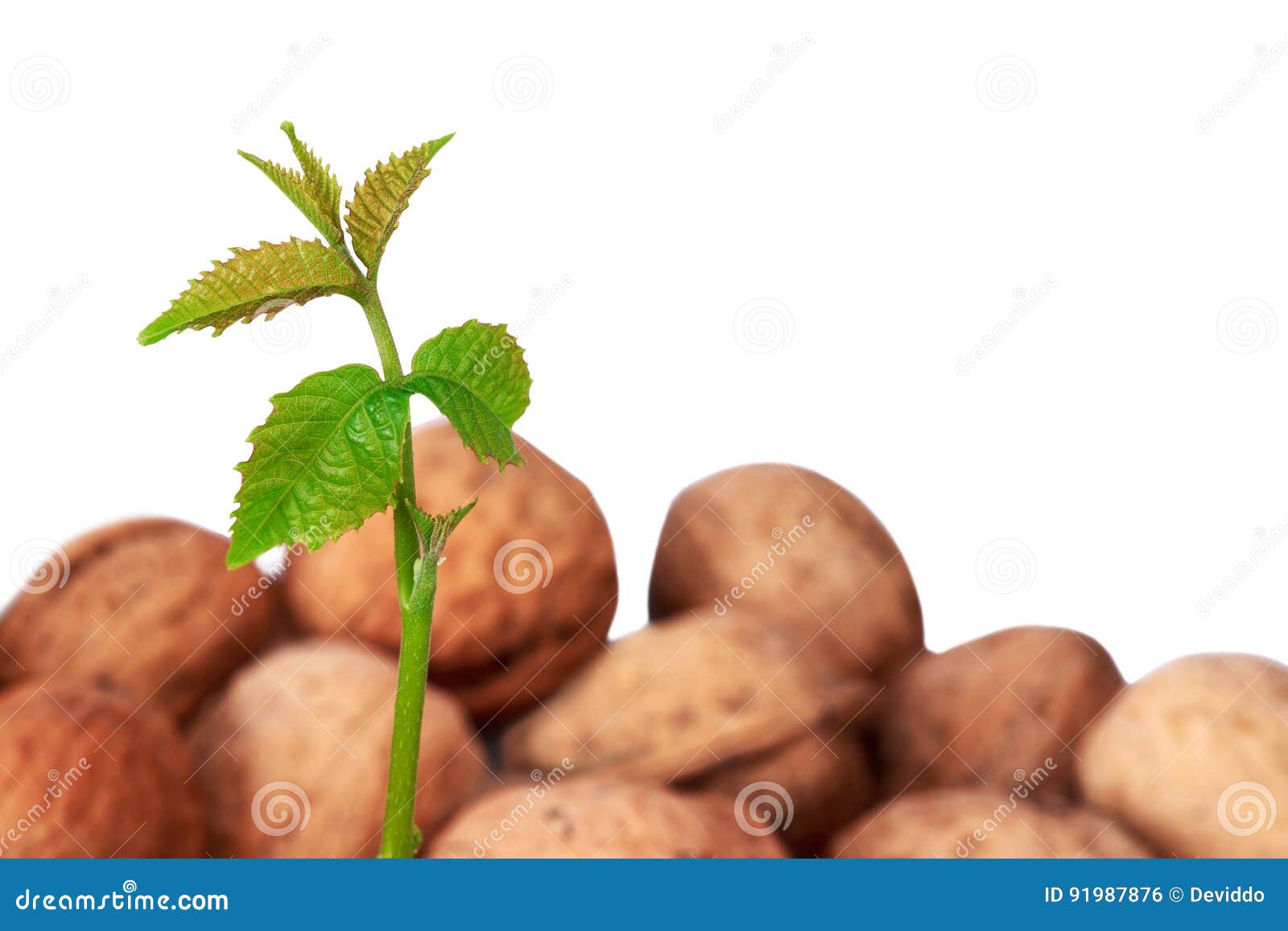 Young walnut sprout stock photo. Image of nuttree, growing - 91987876