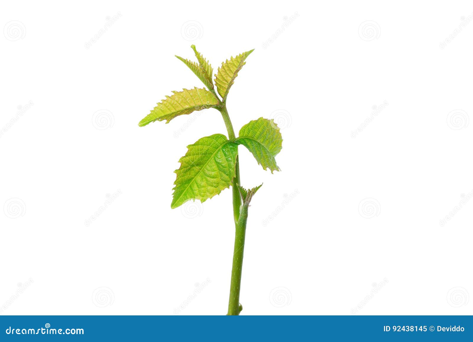 Young walnut sprout stock image. Image of sprout, nuttree - 92438145