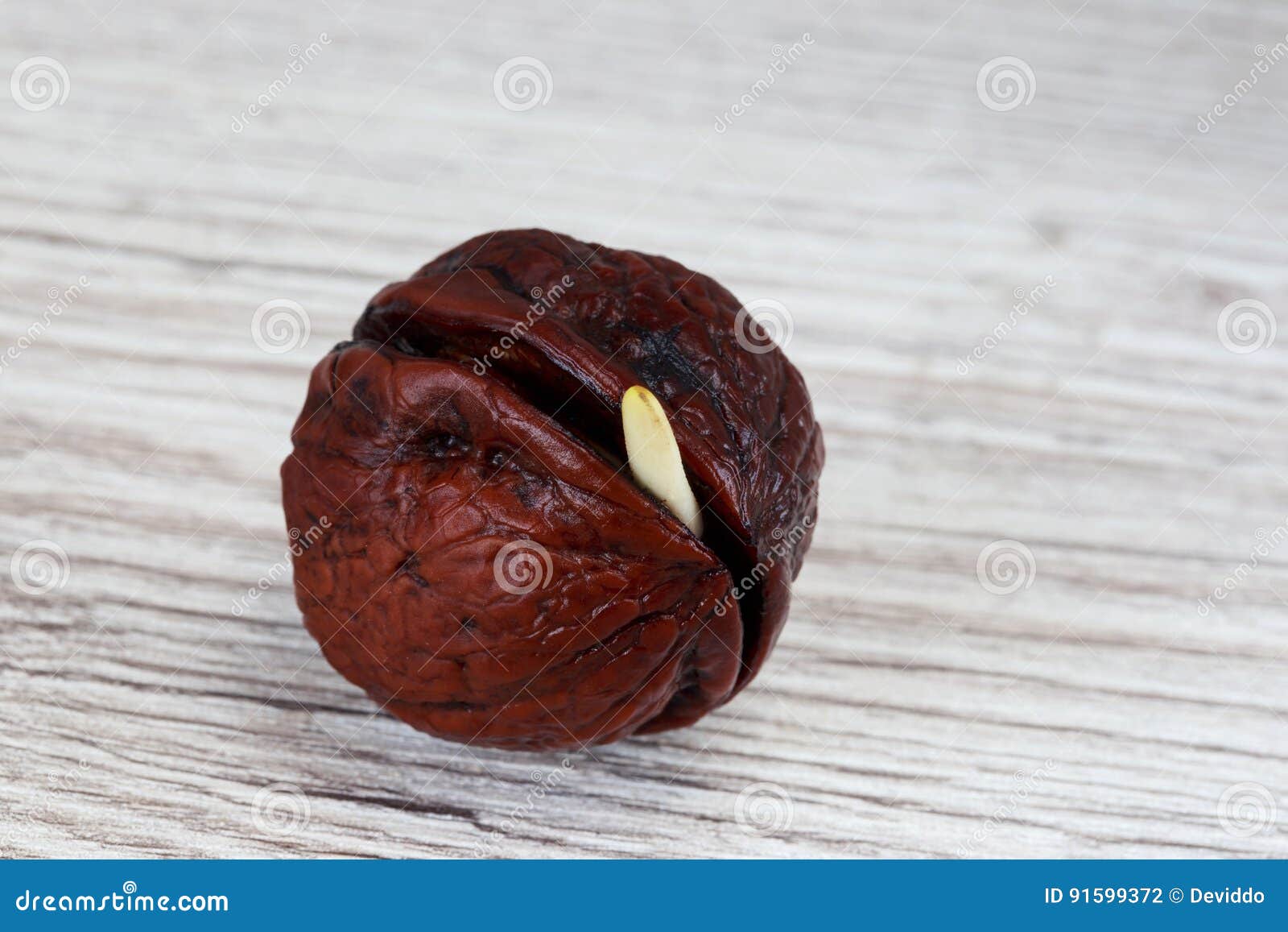 Young walnut sprout stock photo. Image of plant, stem - 91599372