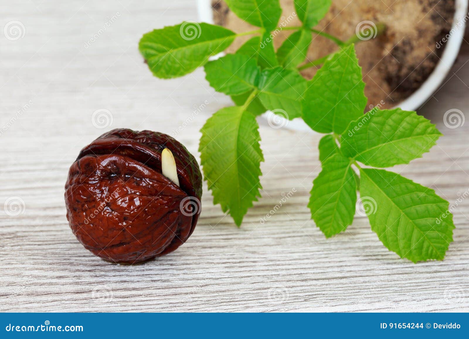 Young walnut sprout stock photo. Image of shell, leaf - 91654244