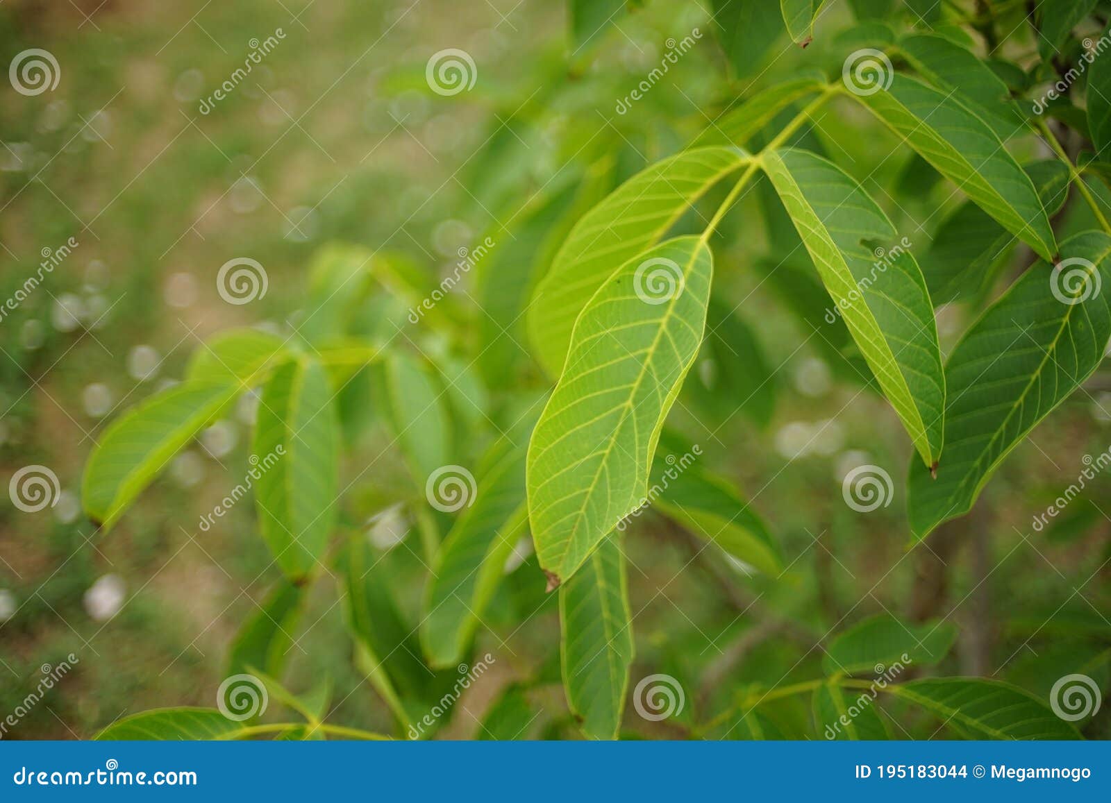 Young Walnut Tree with Green Foliage in the Garden Stock Photo - Image ...
