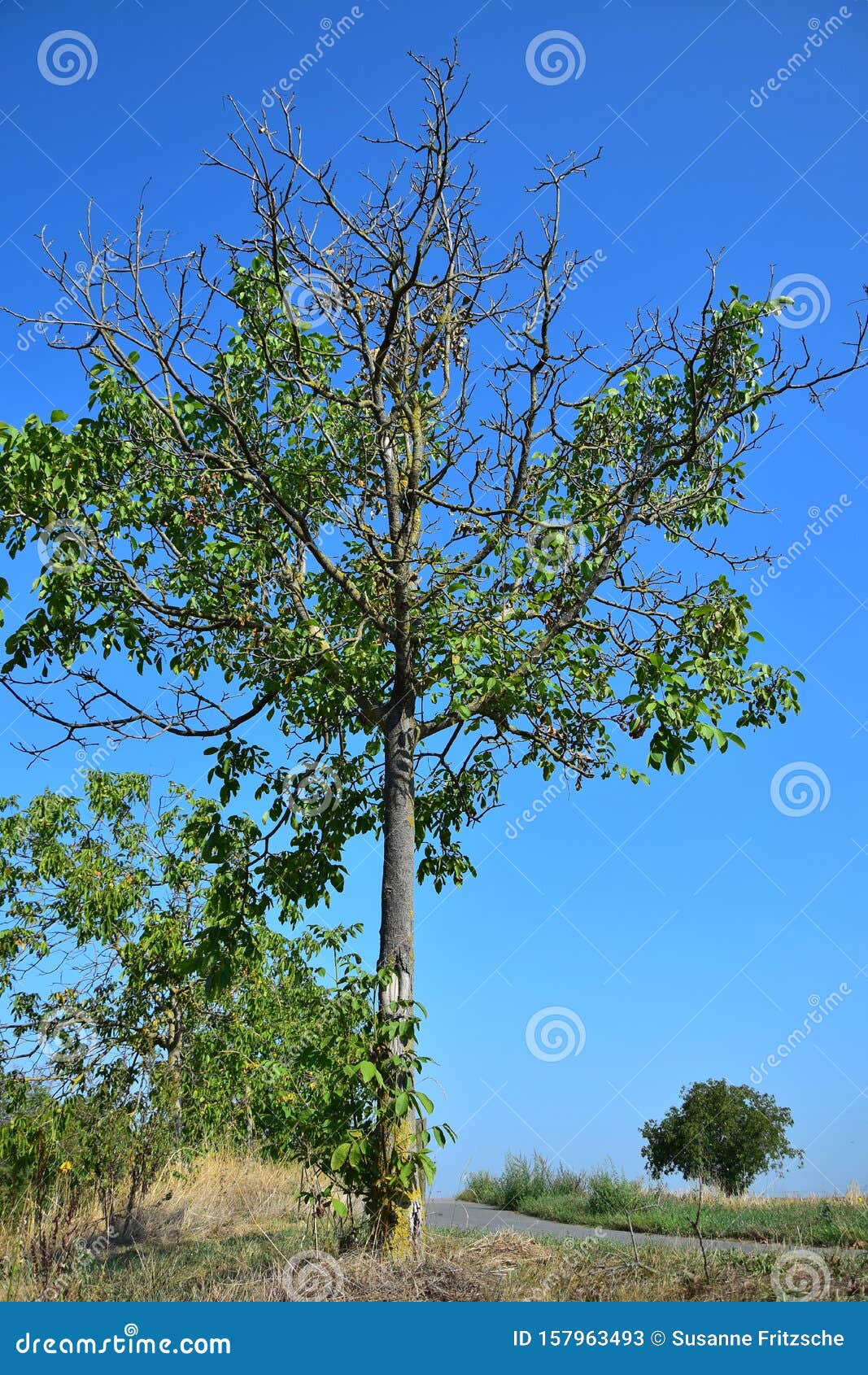 A Walnut Tree Suffering from Dryness Stock Image - Image of ecology ...