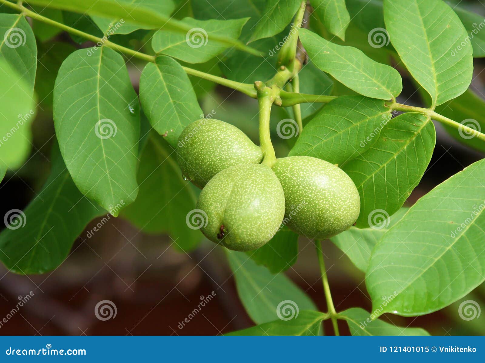 Young walnuts on a branch stock image. Image of plant - 121401015