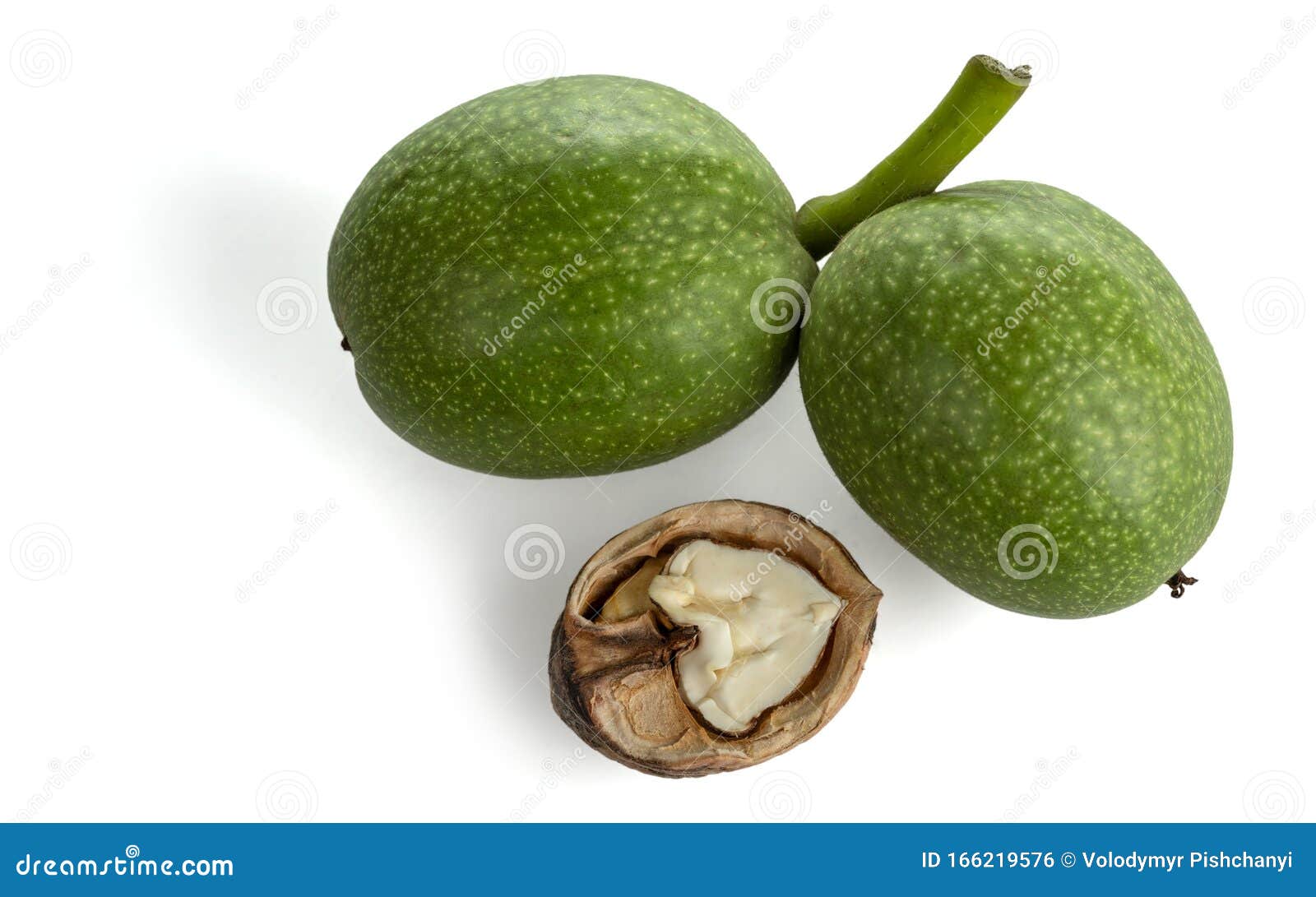 Young Walnuts in Green Husks and with Cracked Shells. Stock Photo ...