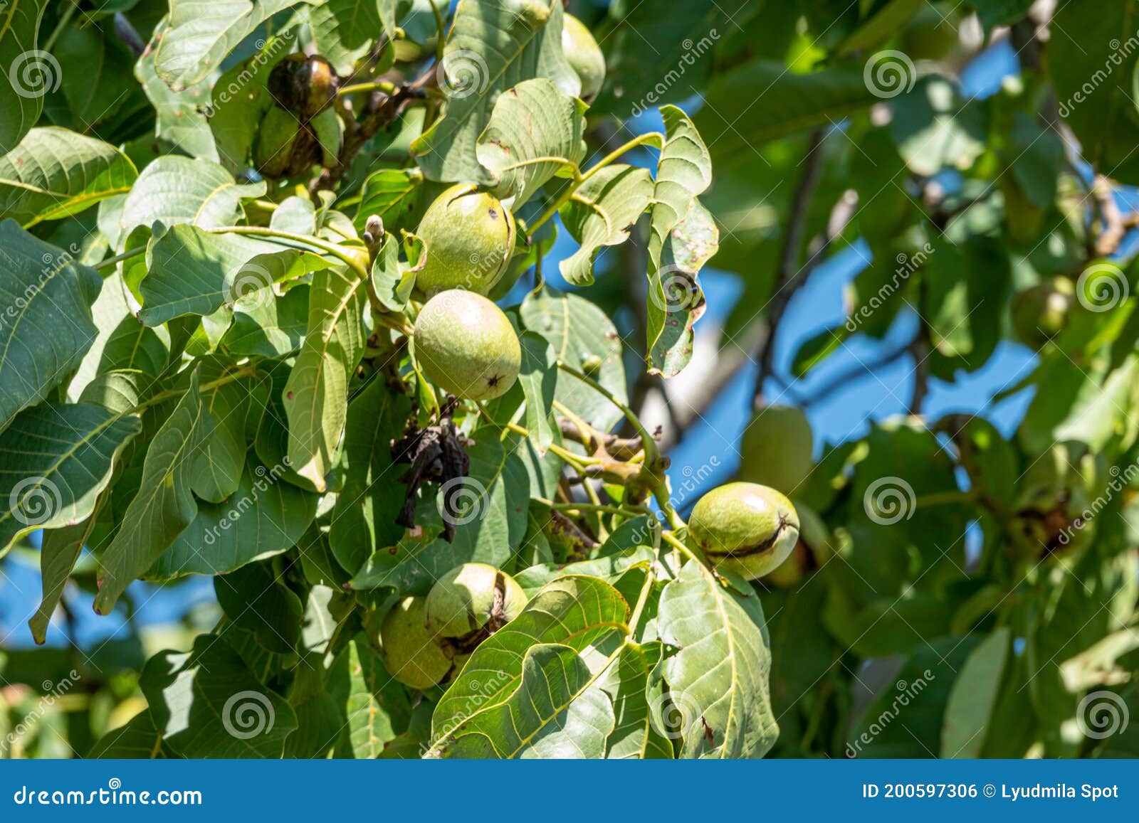 Young Walnuts on the Tree at Sunset. Tree of Walnuts. Green Leaves ...