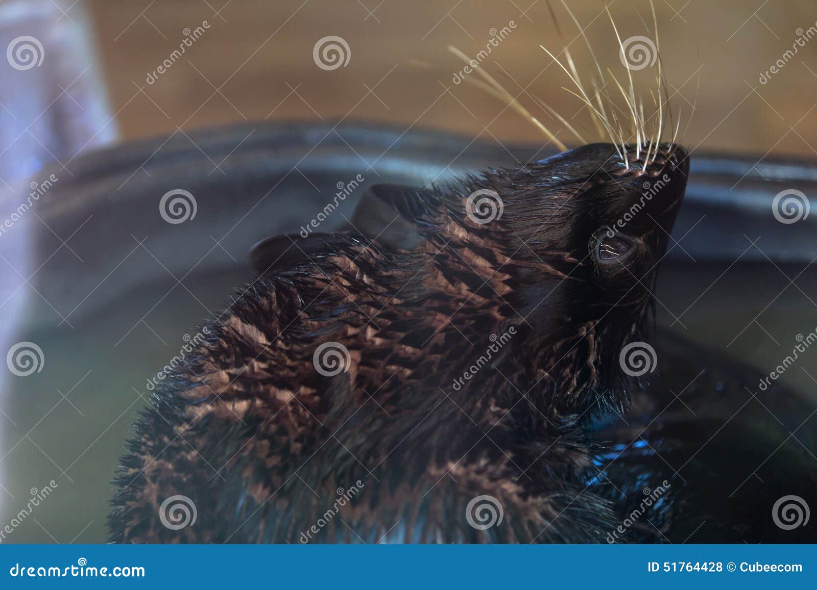 Young walrus in the pool stock photo. Image of portrait - 51764428