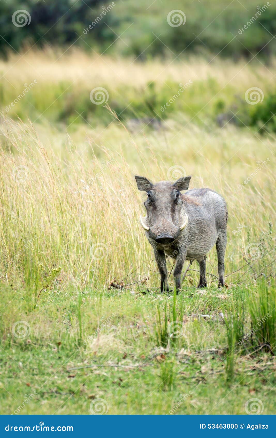 Young warthog on savanna stock photo. Image of environment - 53463000