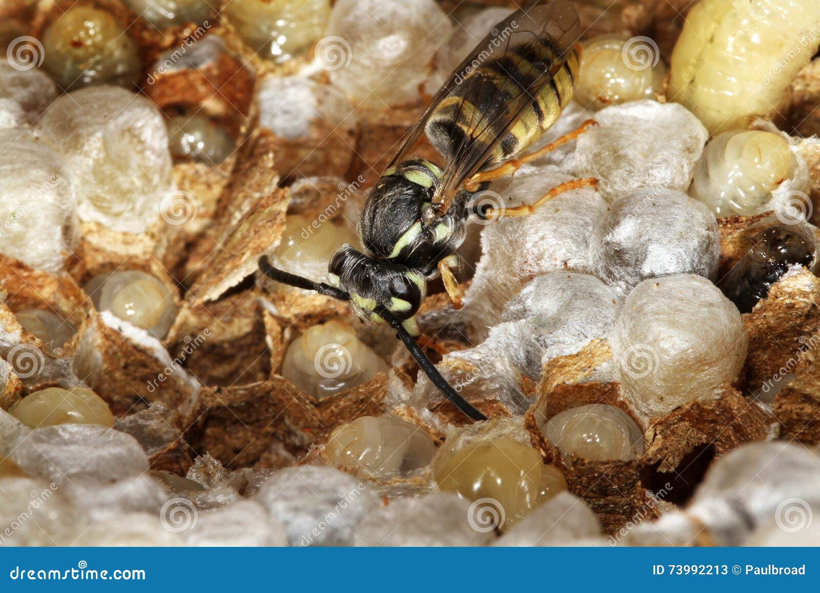 Young Wasp Newly from Cell. Stock Image - Image of second, sting: 73992213