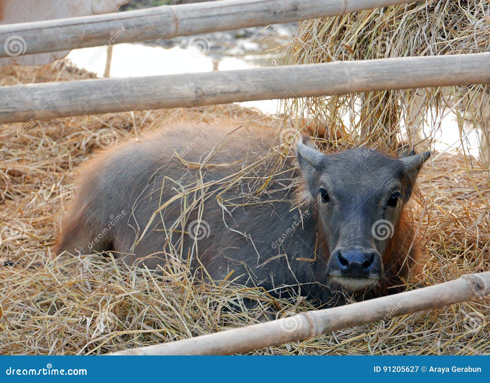Young water buffalo stock image. Image of wilderness - 91205627