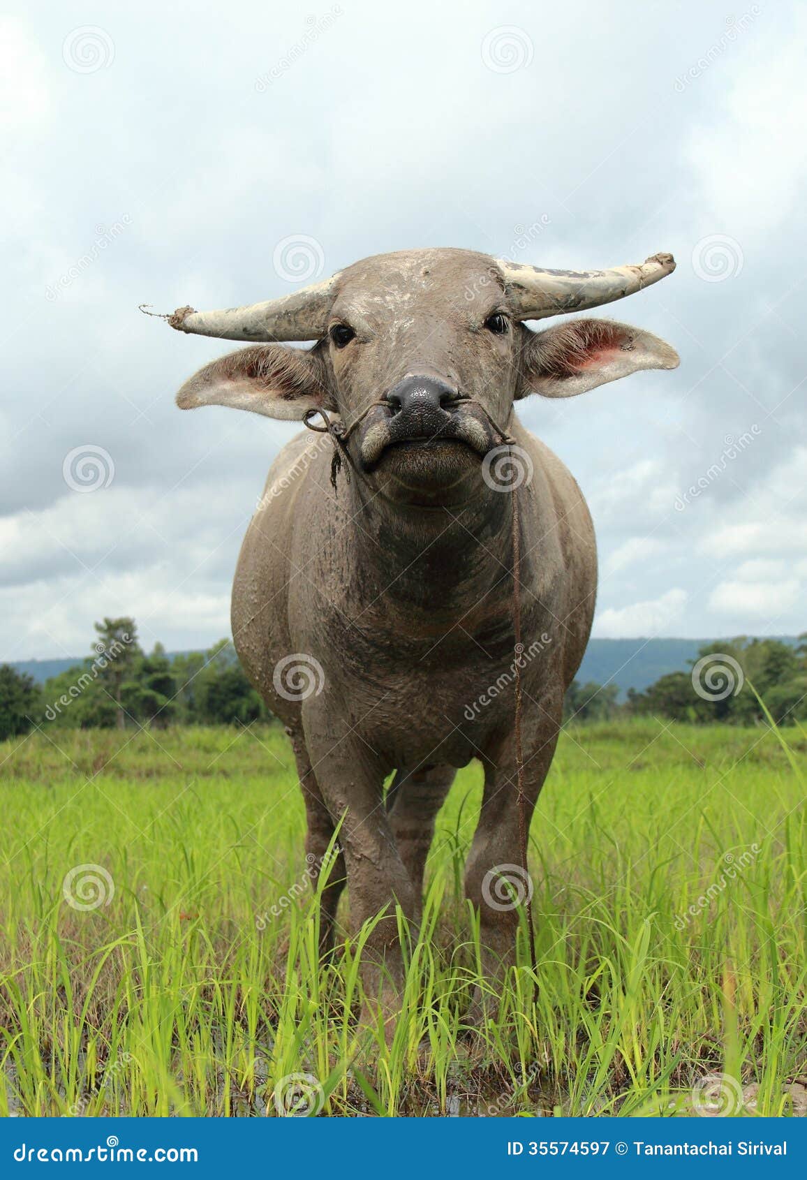 Young water buffalo stock image. Image of water, thailand - 35574597