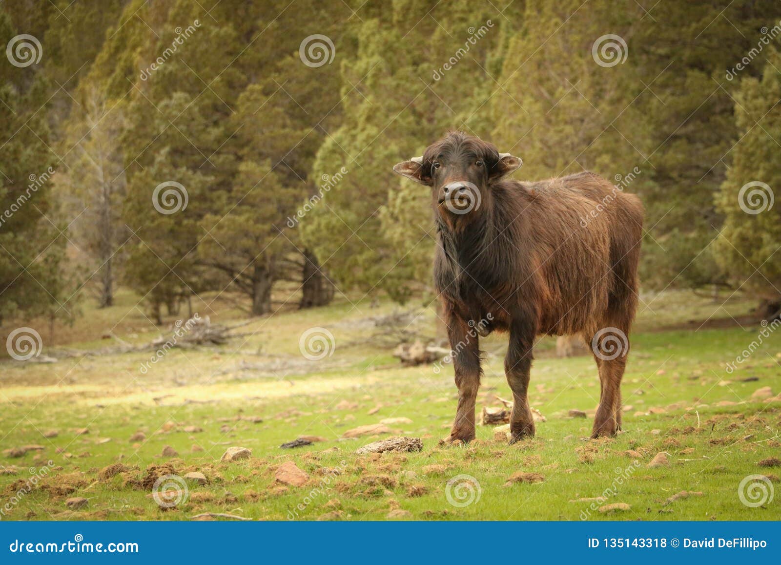 A Young Buffalo Looking Towards the Camera Stock Photo - Image of ...