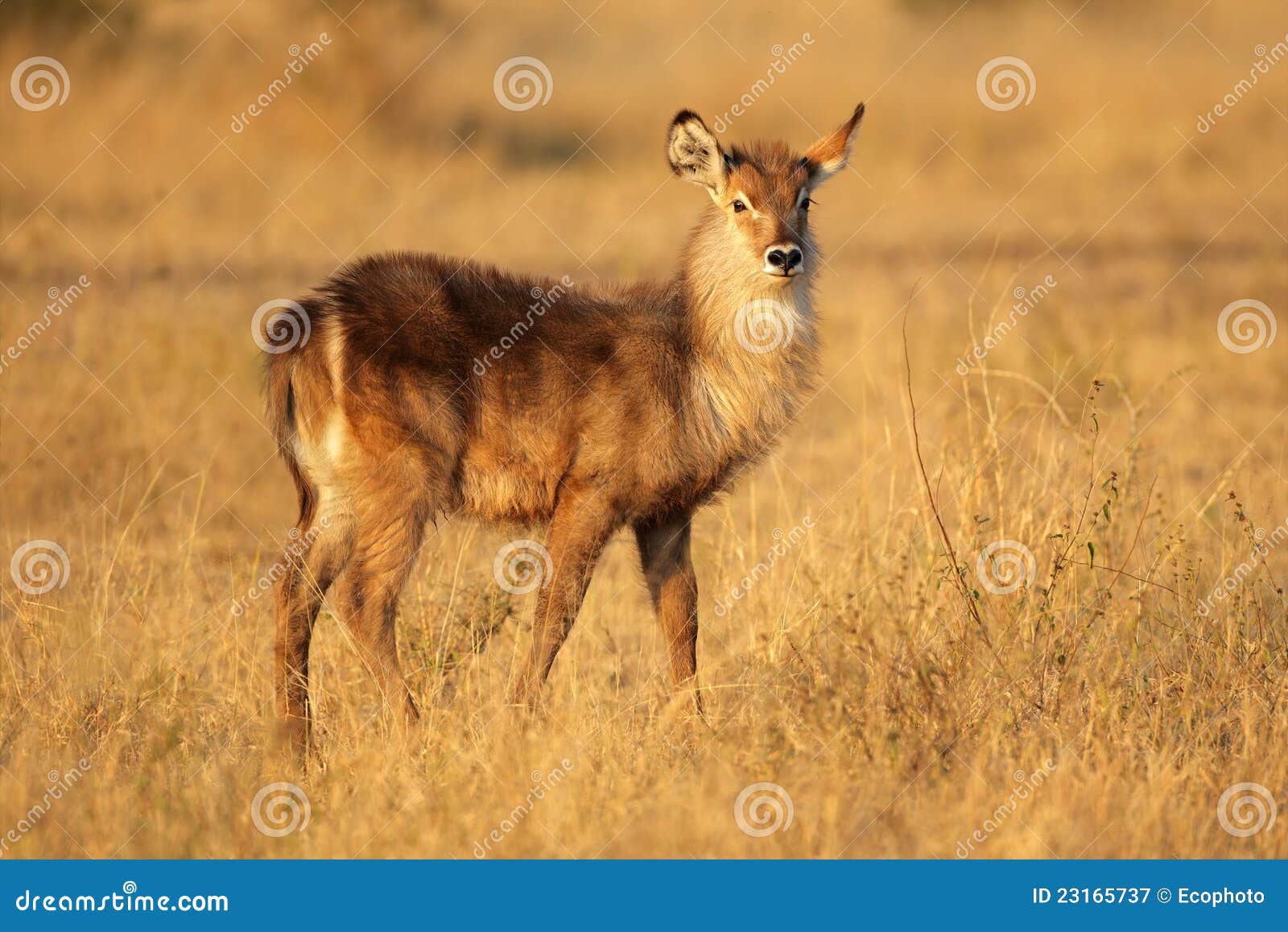 Young waterbuck stock image. Image of hairy, herbivore - 23165737