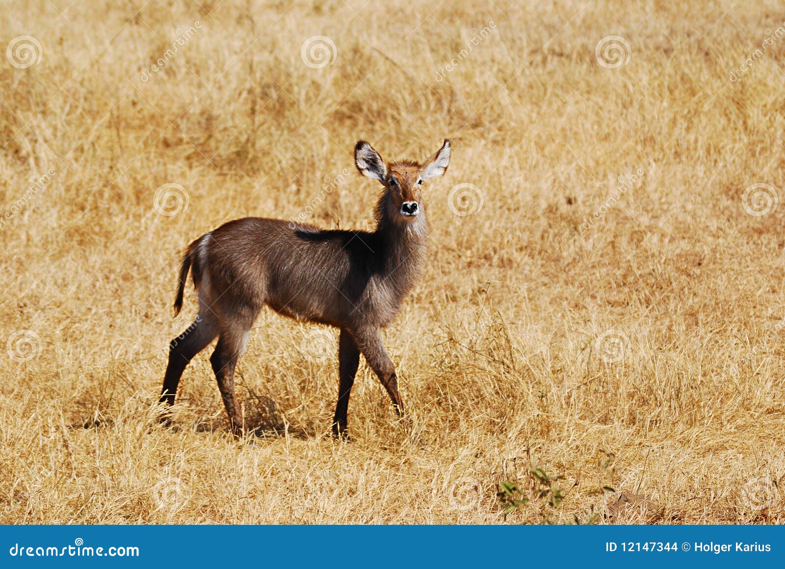 Young Waterbuck (Kobus Ellipsiprymnus) Stock Photo - Image of game ...