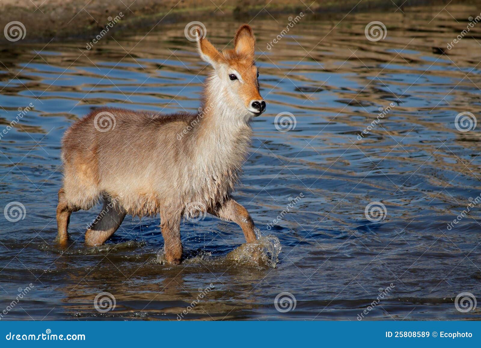 Young waterbuck in water stock image. Image of waterbuck - 25808589