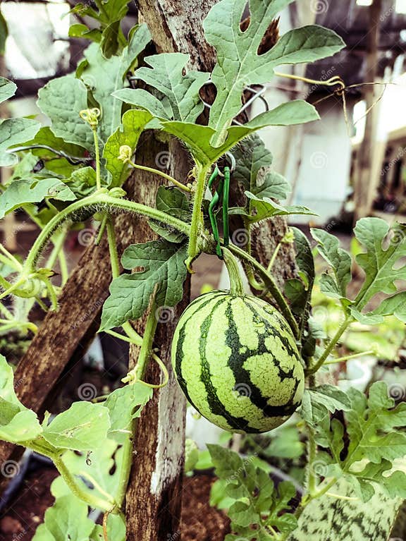 Young watermelon tree stock photo. Image of food, produce - 295609058