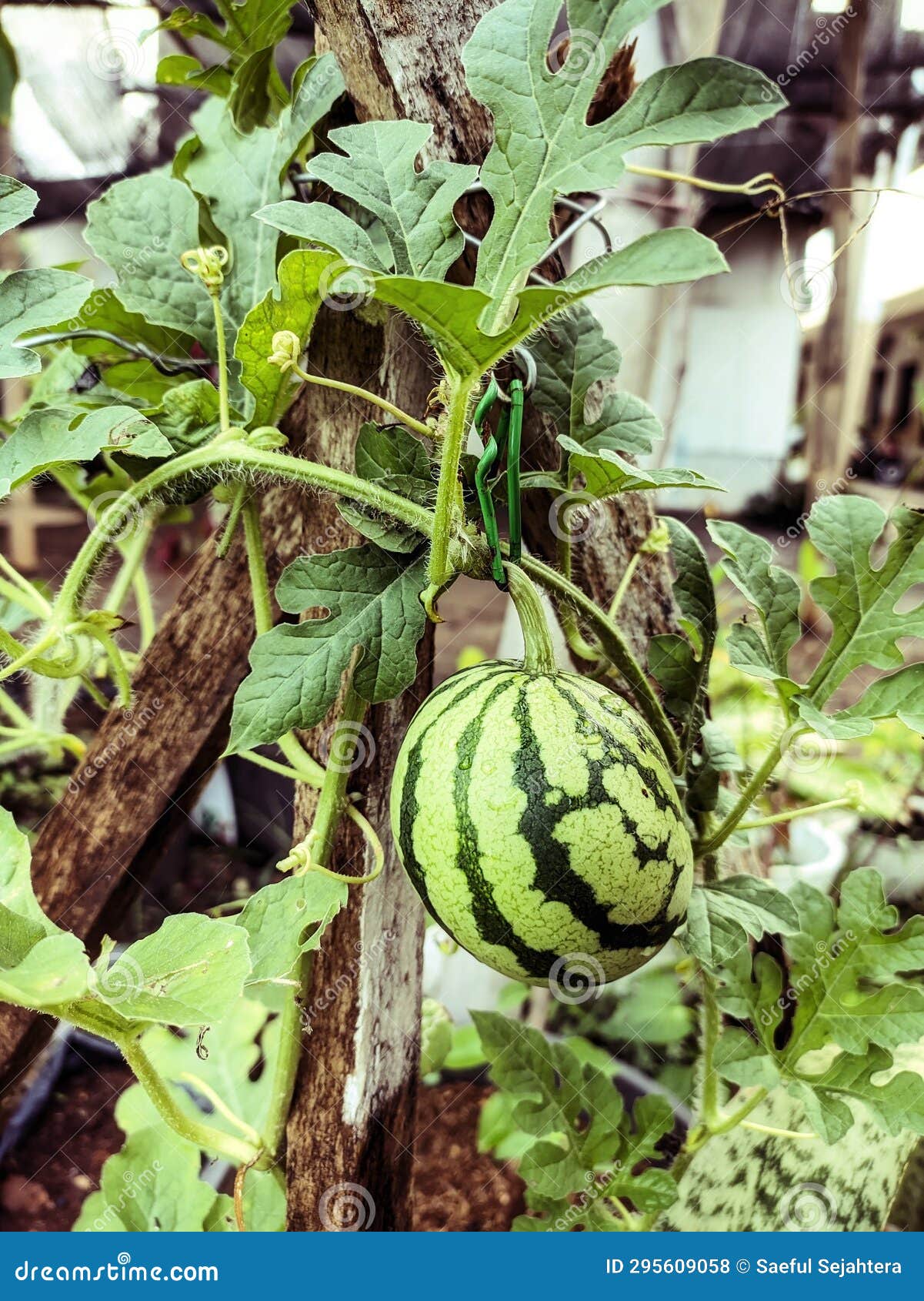 Young watermelon tree stock photo. Image of food, produce - 295609058