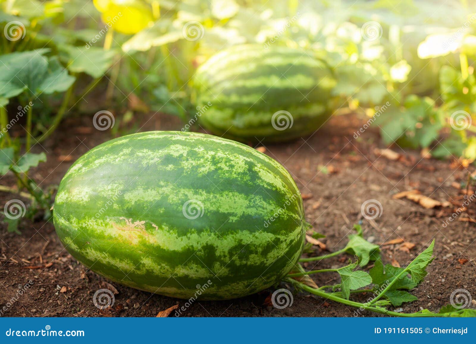 Young Watermelons on the Vine Stock Image - Image of freshness, growth ...