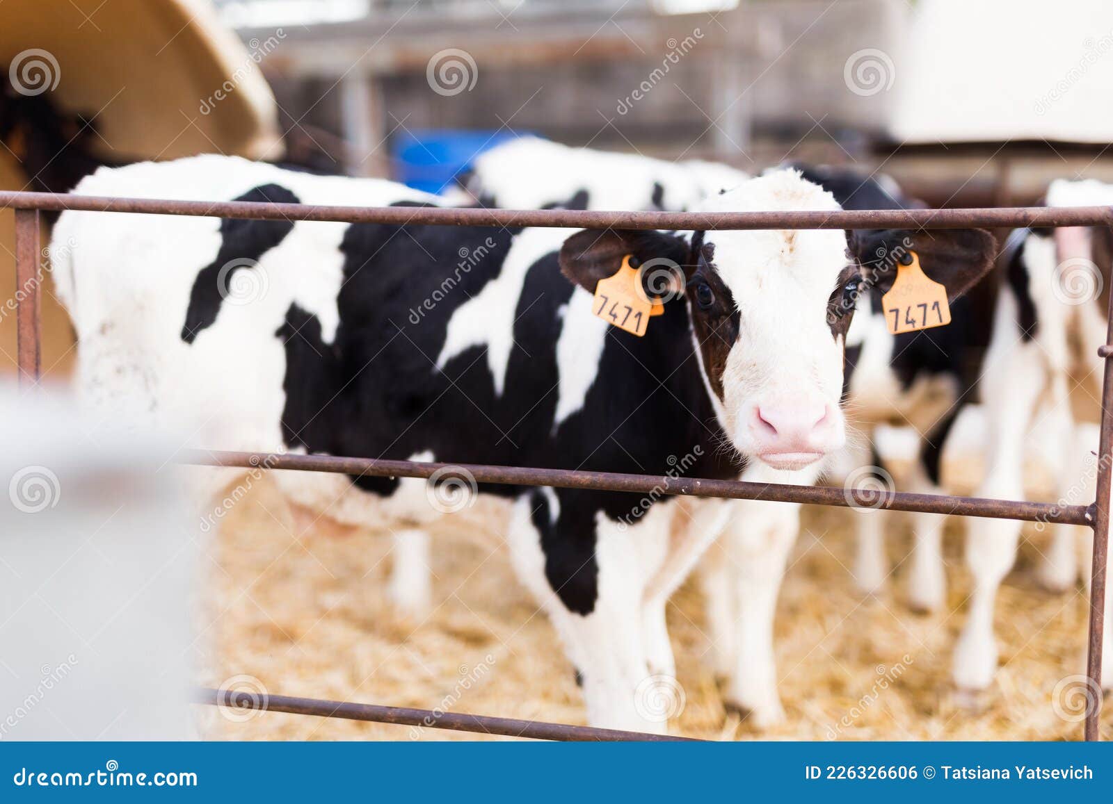 Young Weekly Calves on Dairy Farm Stock Photo - Image of milk ...