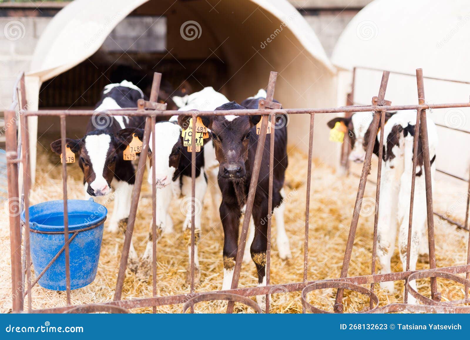 Young Weekly Calves on Dairy Farm Stock Image - Image of small, calves ...