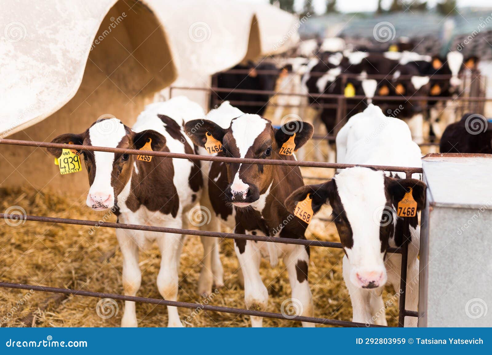 Young Weekly Calves on Dairy Farm Stock Image - Image of animal, food ...