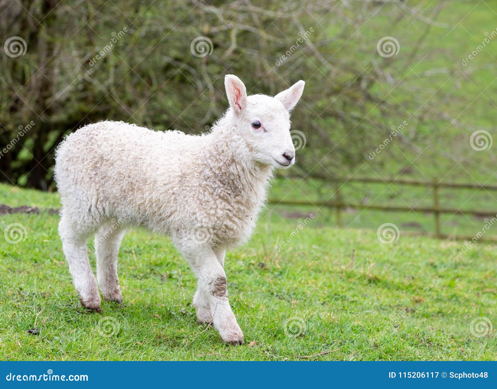 Young welsh mountain lamb stock image. Image of rural - 115206117