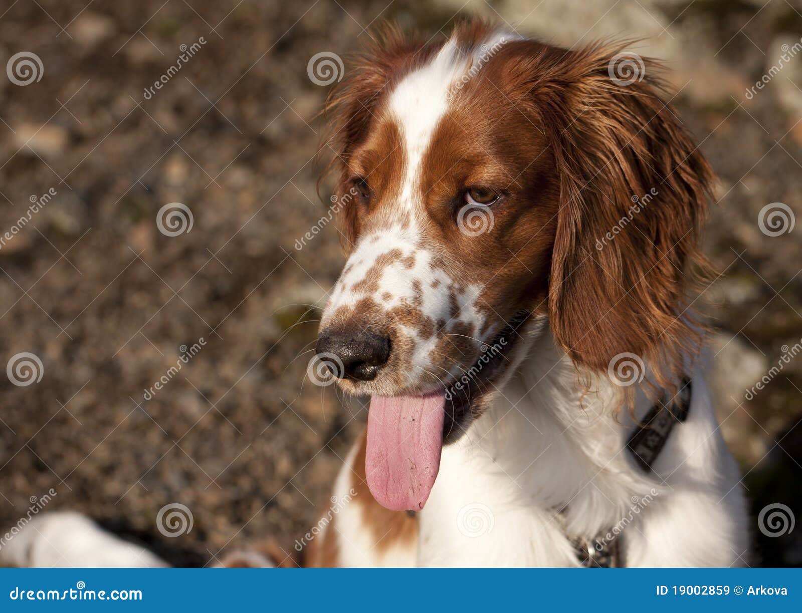 344 Welsh Springer Spaniel Puppy Stock Photos - Free & Royalty-Free ...