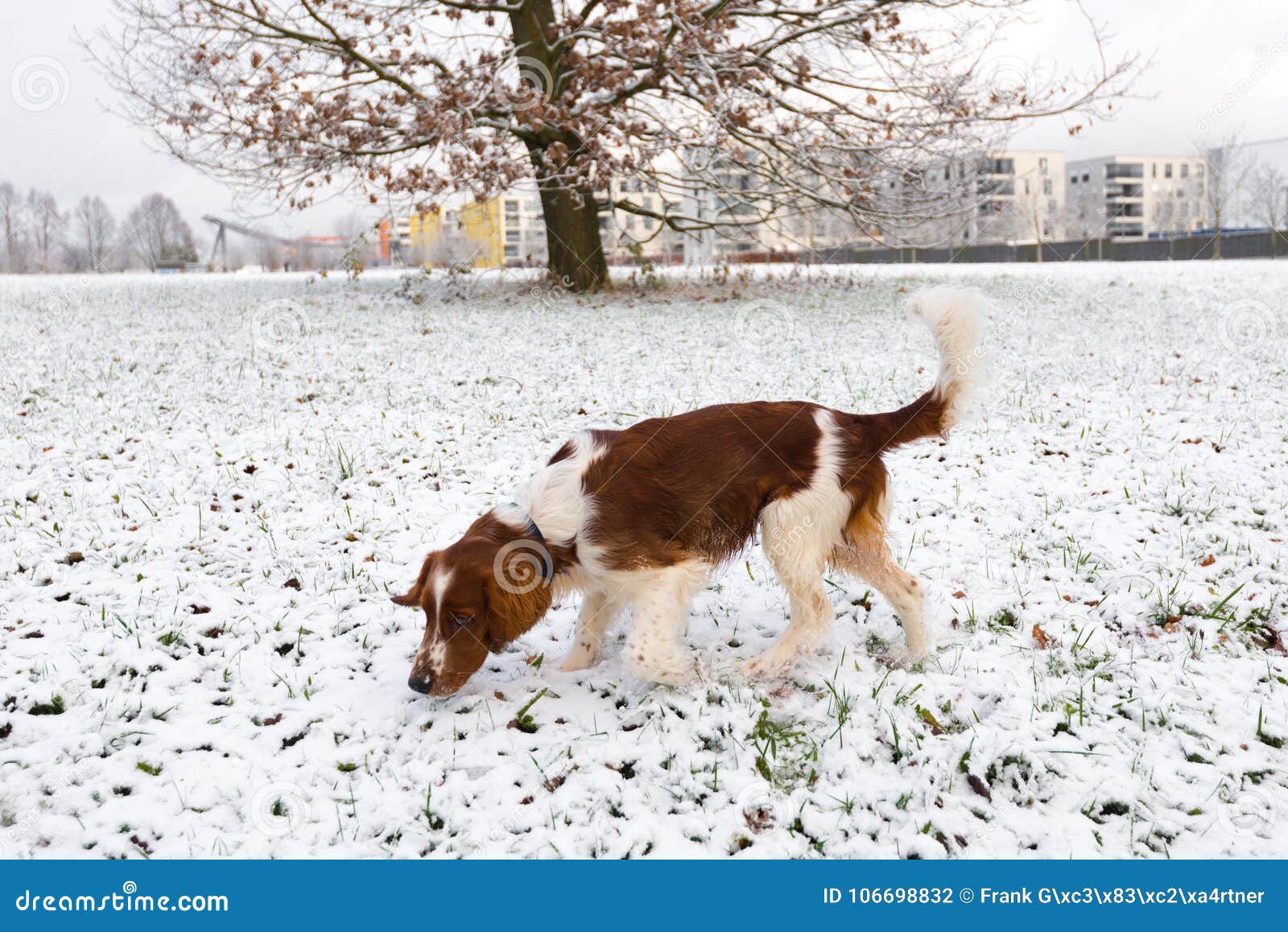 Young Welsh Springer Spaniel in the Snow Stock Photo - Image of hair ...