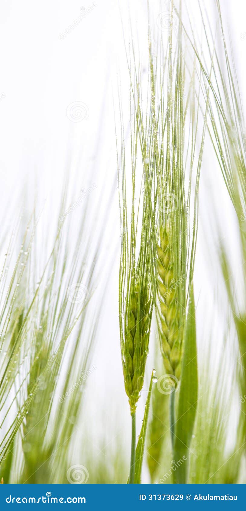 Young Wheat and Dew III stock image. Image of crop, rural - 31373629