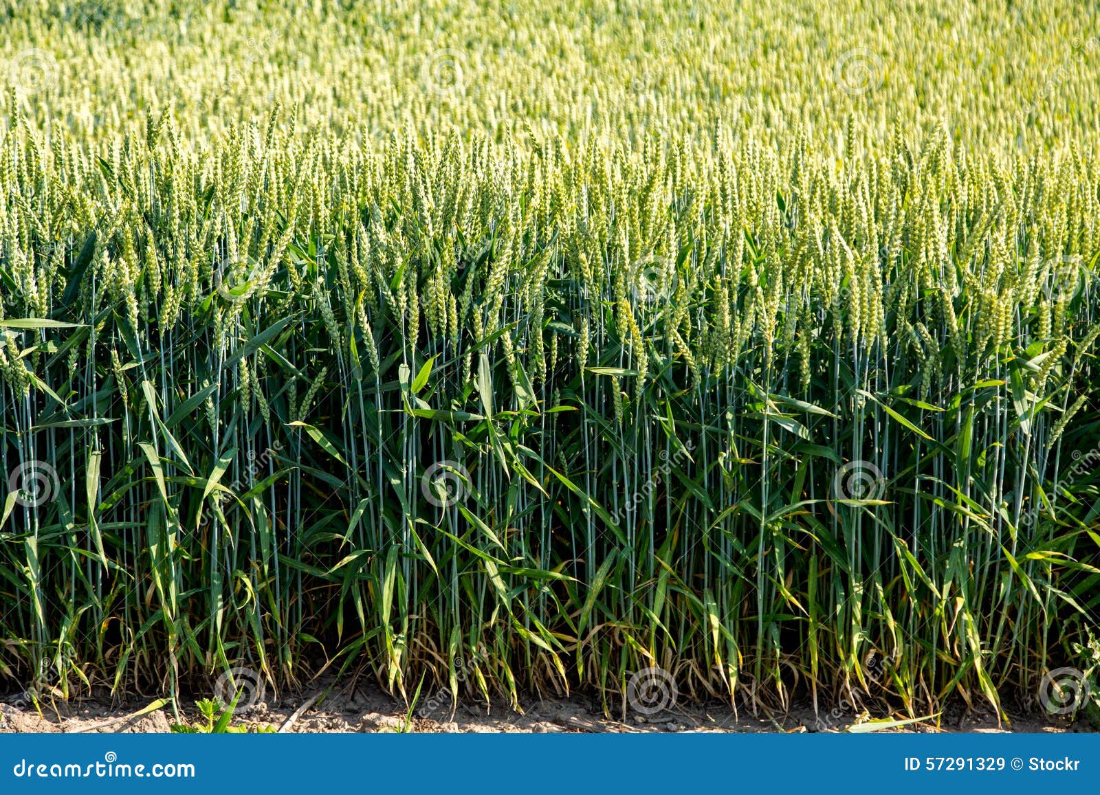 Young wheat field stock image. Image of closeup, plant - 57291329