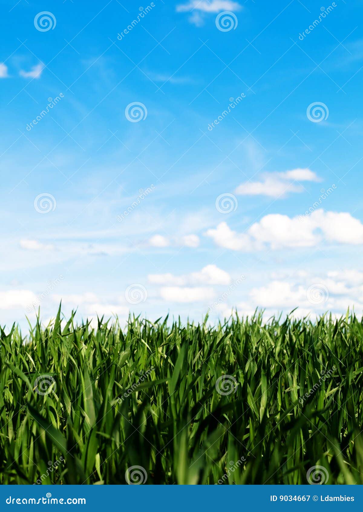 Young Wheat Field at Spring Stock Image - Image of growing, green: 9034667