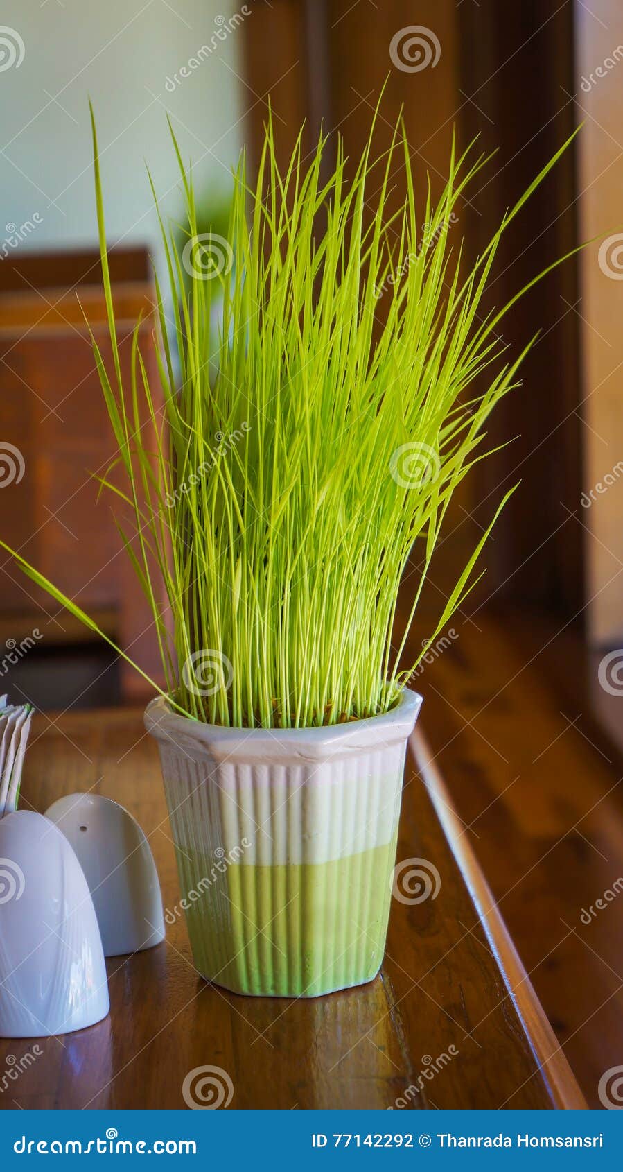 Young wheat grass stock photo. Image of flower, brown - 77142292