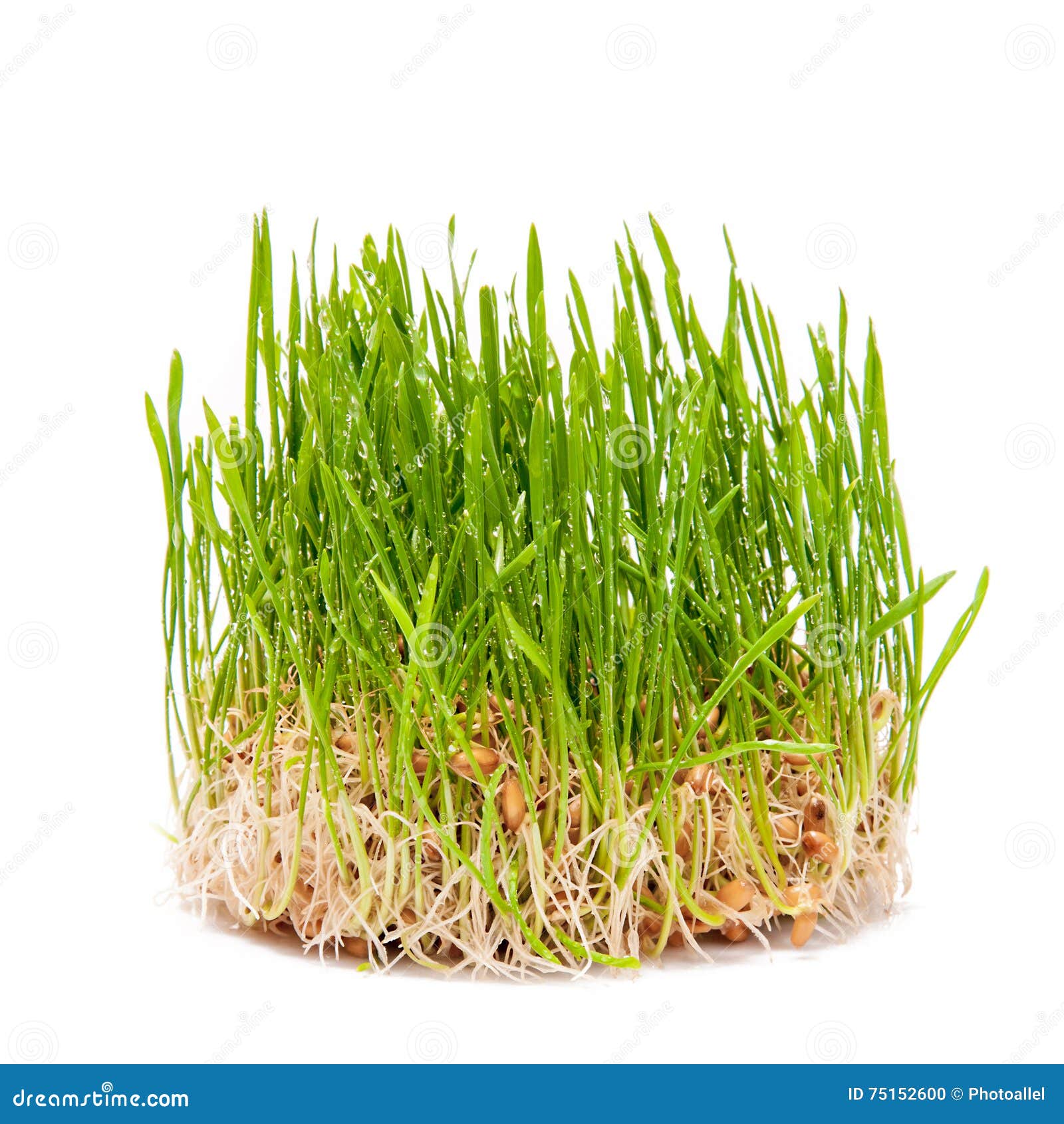 Young Wheat Green Sprouts on a White Background Stock Photo - Image of ...