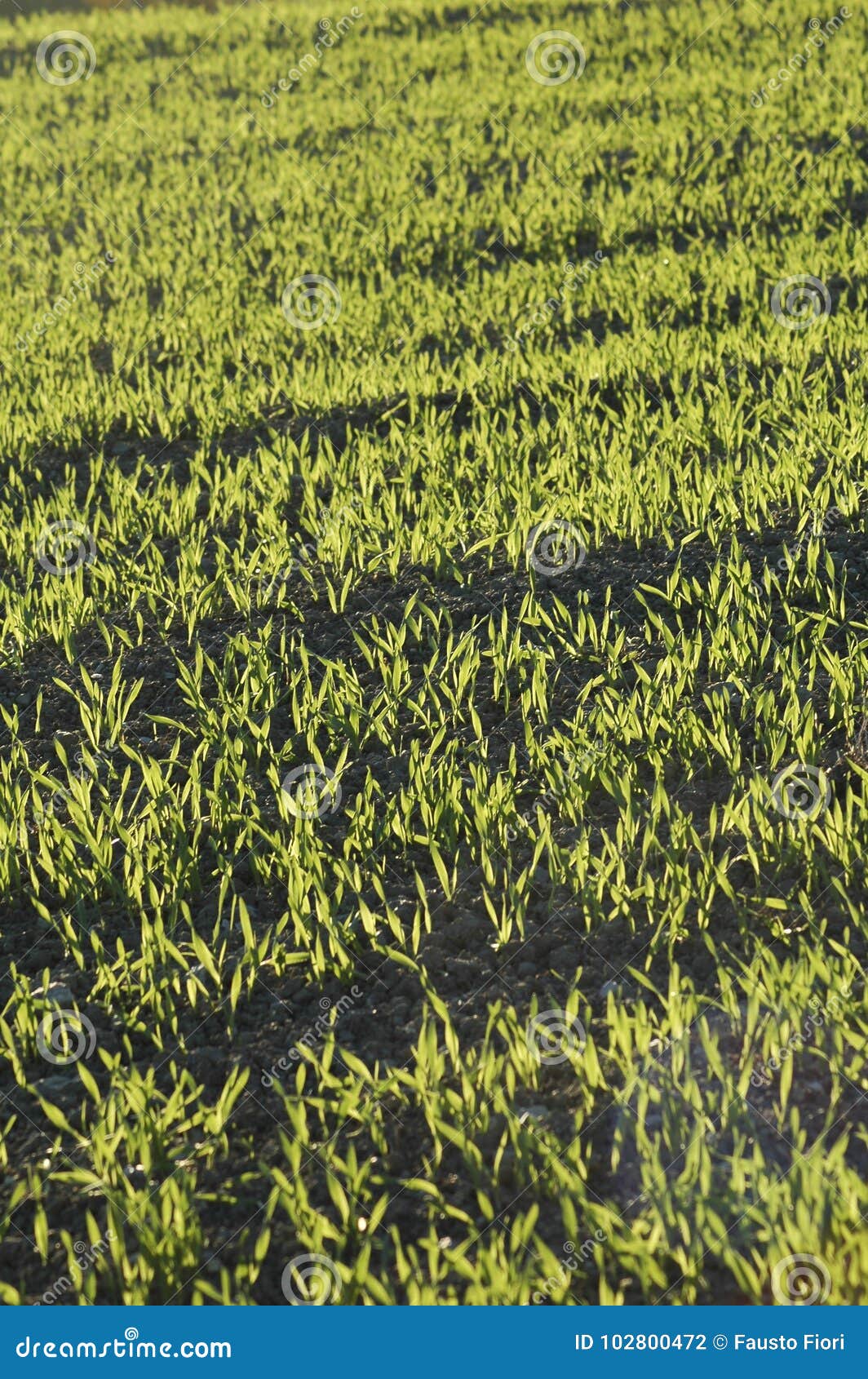 Wheat Growing in the Field stock photo. Image of cultivated - 102800472
