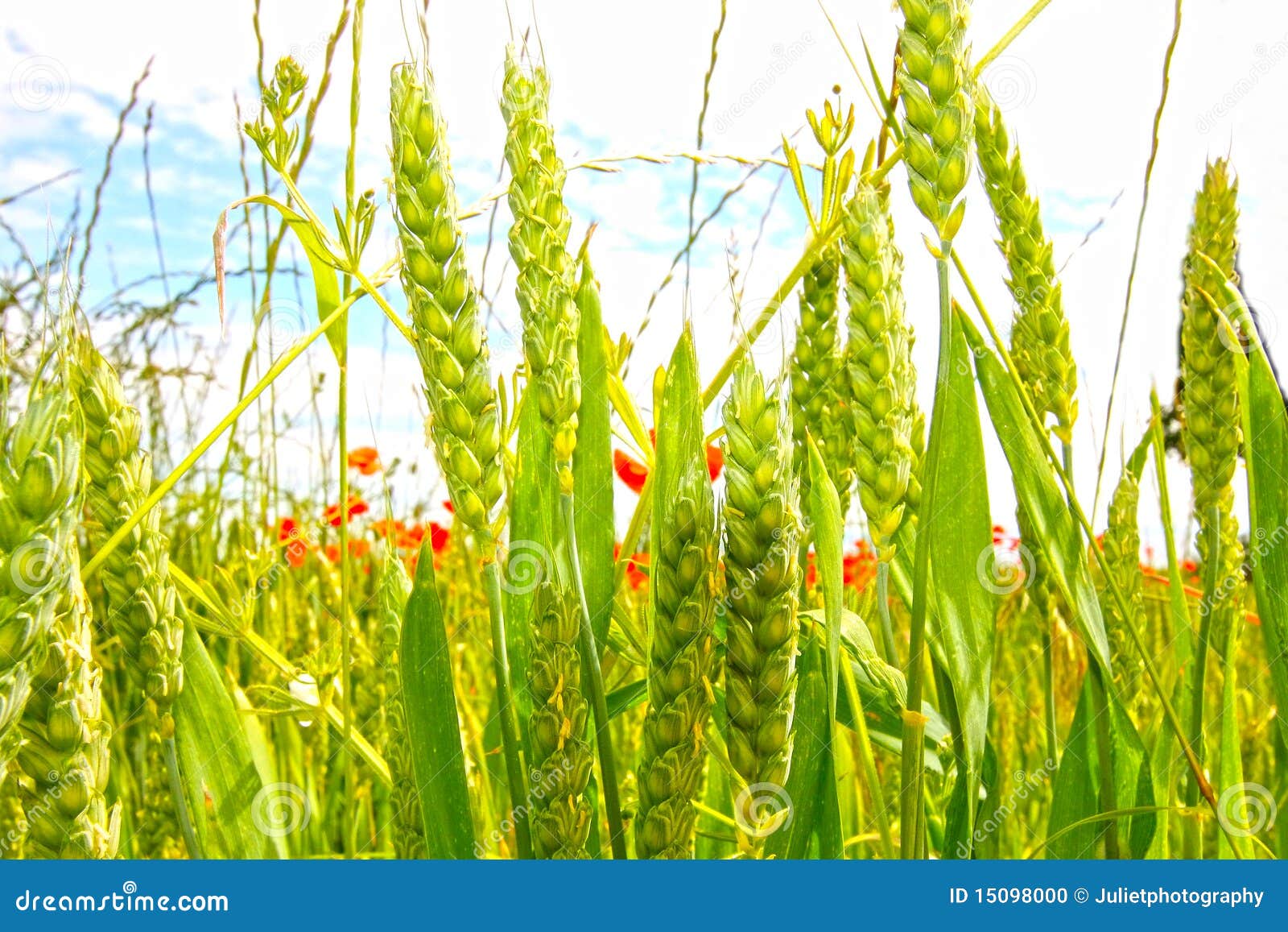 Young Wheat Growing in the Fields Stock Photo - Image of nature ...