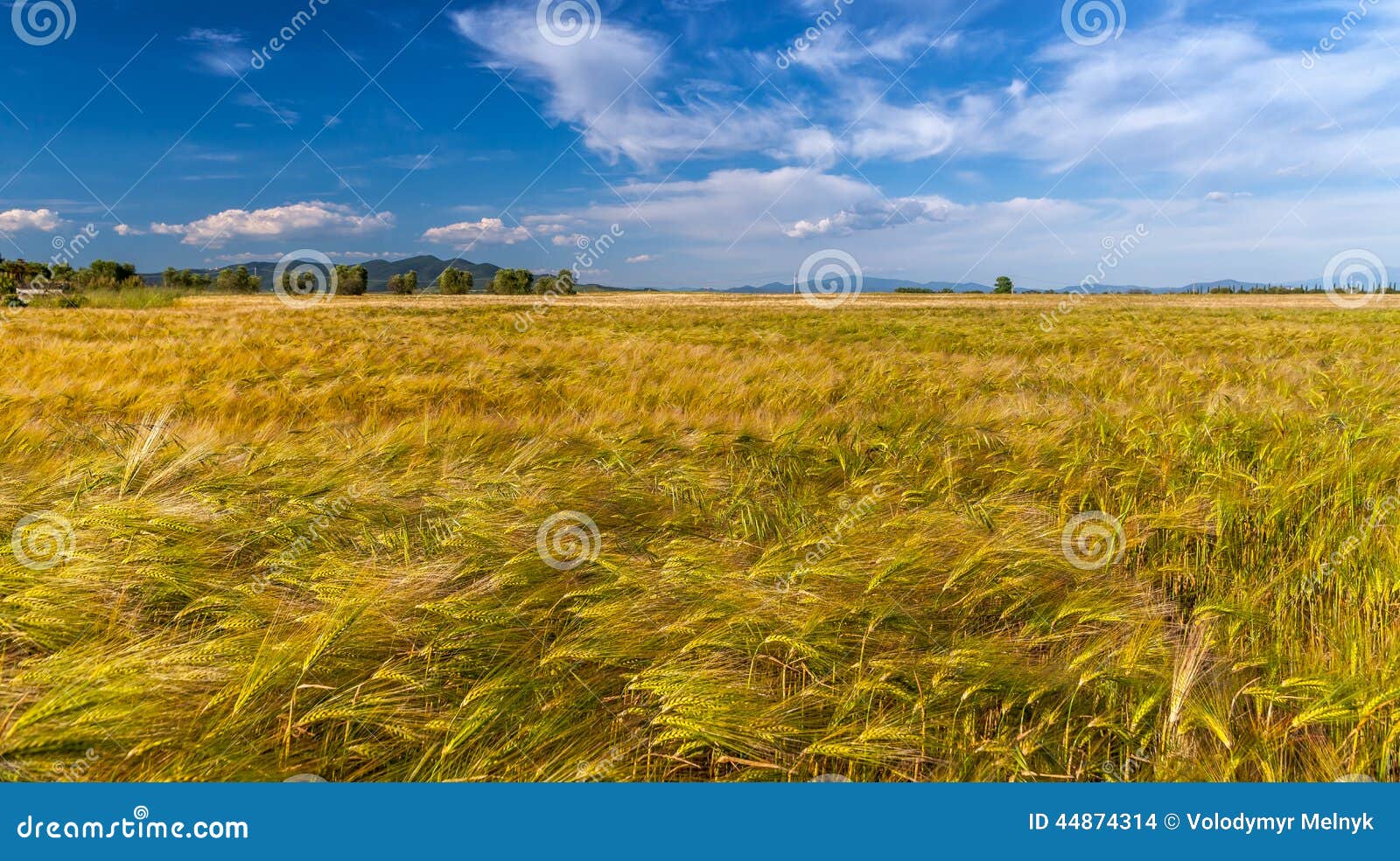 Young Wheat Growing in Green Farm Field Stock Photo - Image of growth ...