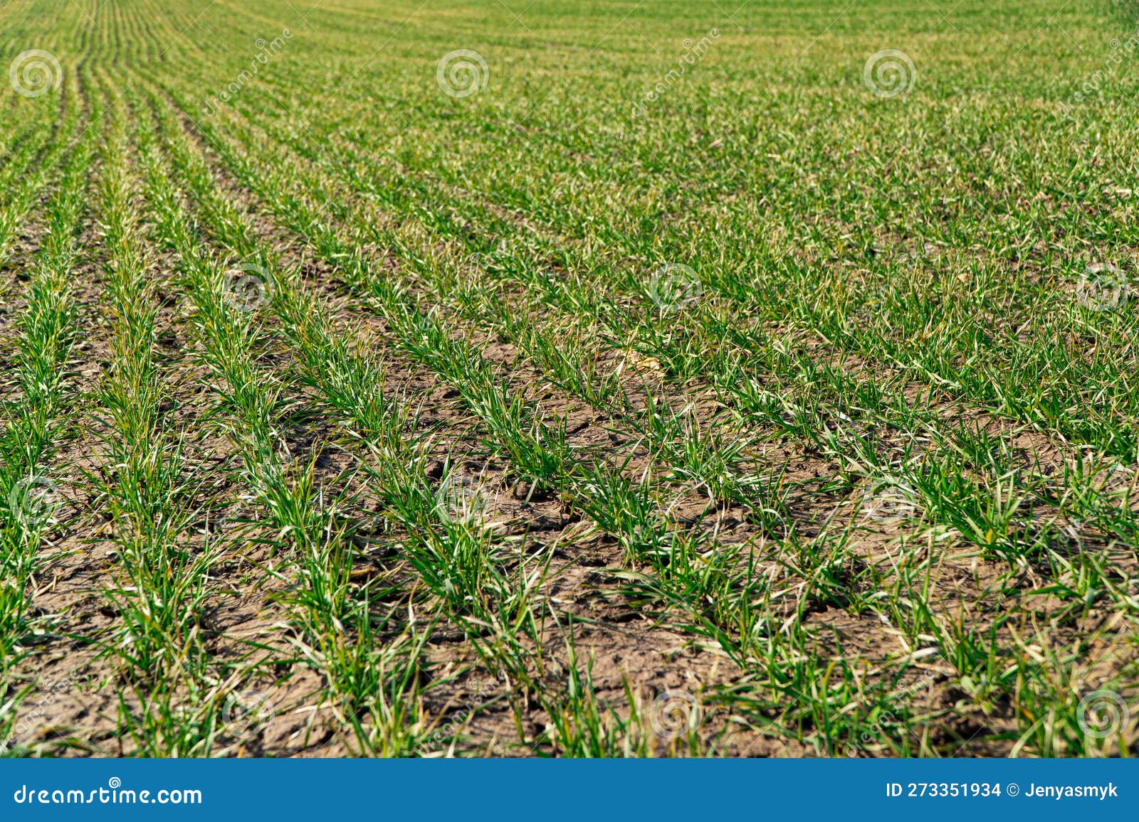 Young Wheat in Neat Rows, Spring Sprouts Stock Photo - Image of land ...